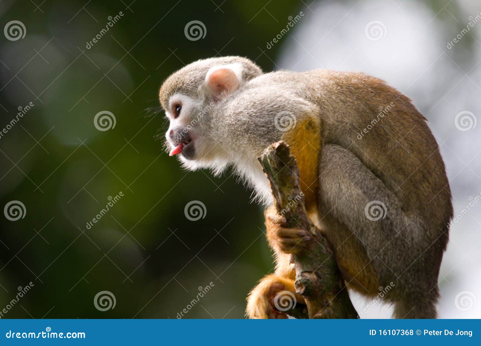 Monkey looking for fun stock photo. Image of curious - 16107368