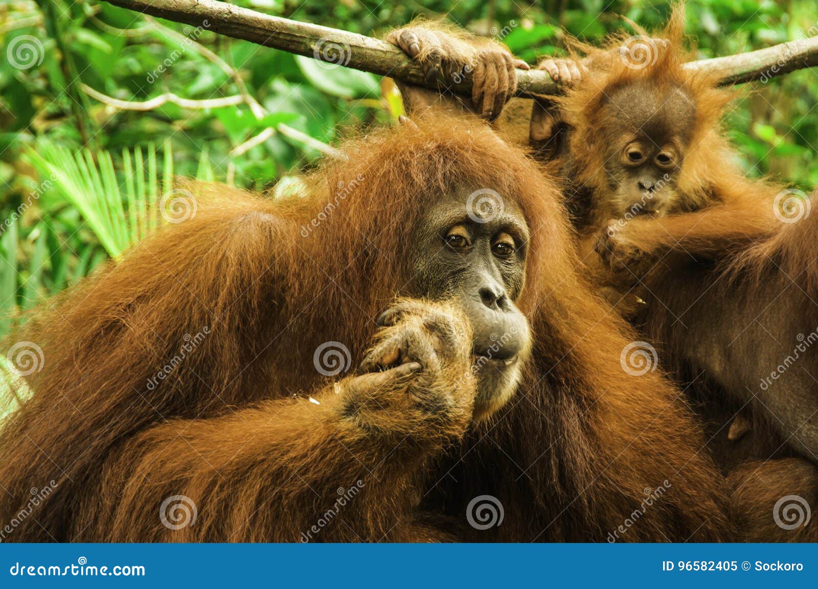 Monkey looking good stock image. Image of family, darvinizm - 96582405