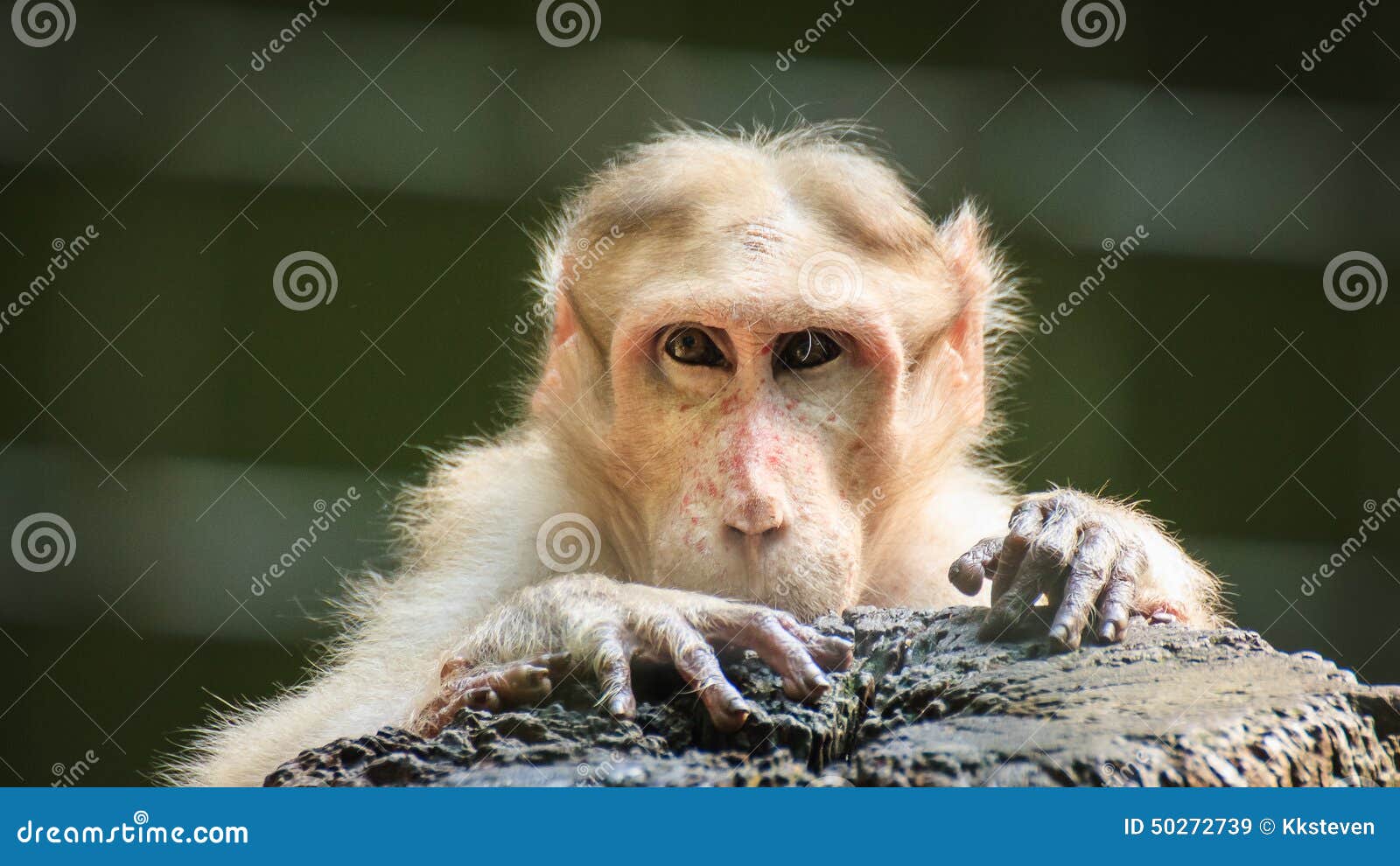 Haplorhine Primates Stock Photos - Free & Royalty-Free Stock Photos ...