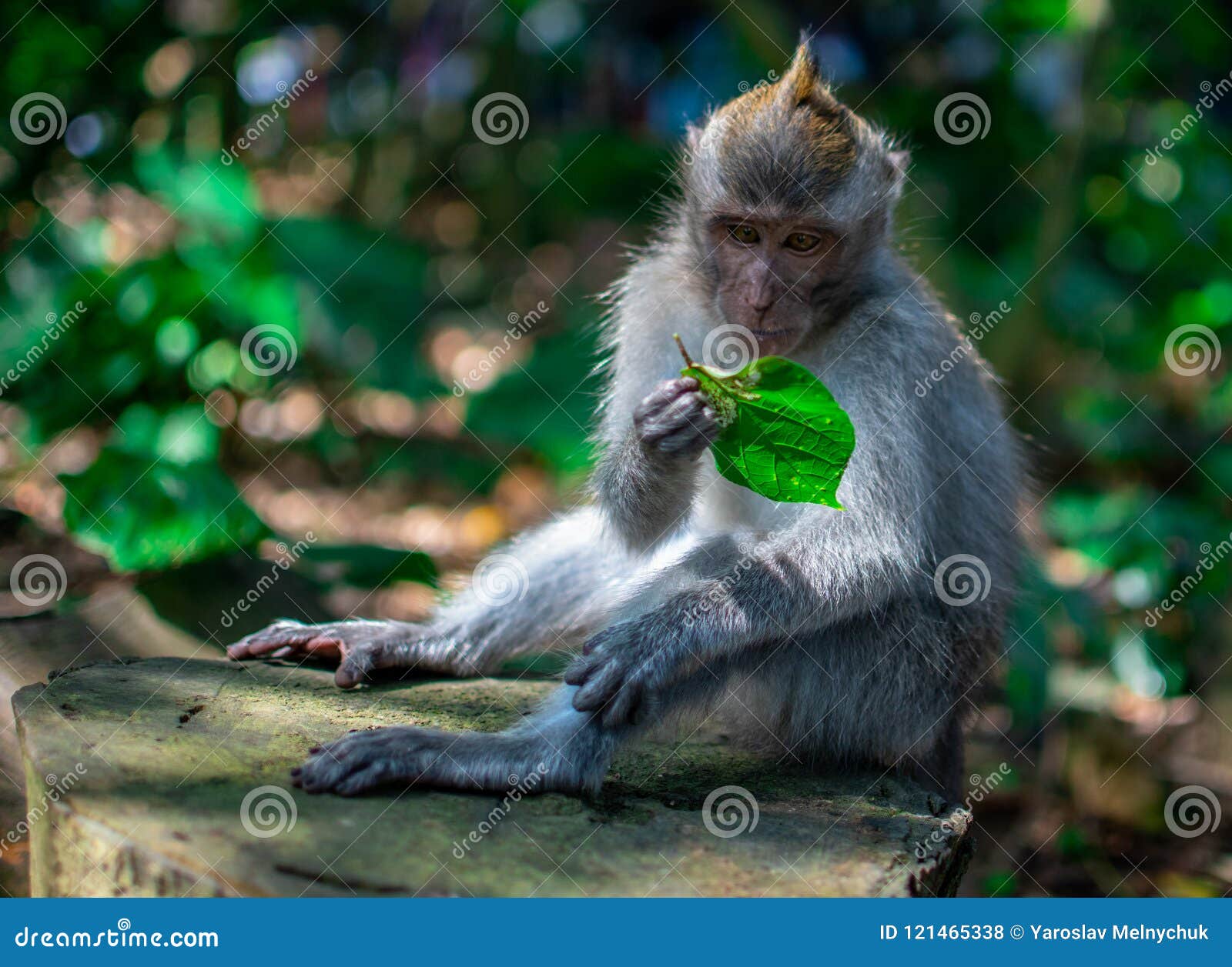Monkey Looking for Leaf at the Monkey Forrest in Ubud, Bali Stock Photo ...