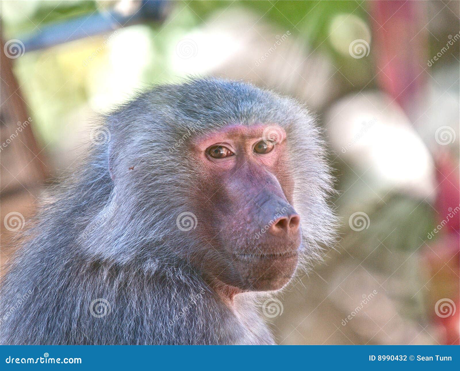 Monkey Looking at Me - Adelaide Zoo Stock Photo - Image of enclosure ...