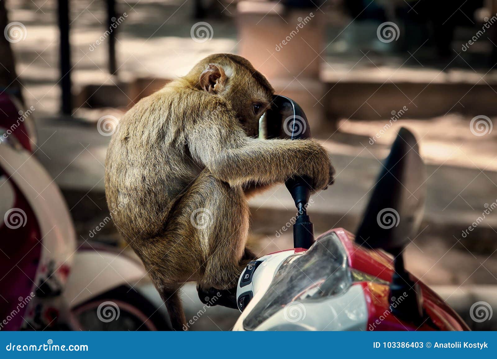 Monkey Looking in the Mirror Stock Image - Image of happy, phuket ...
