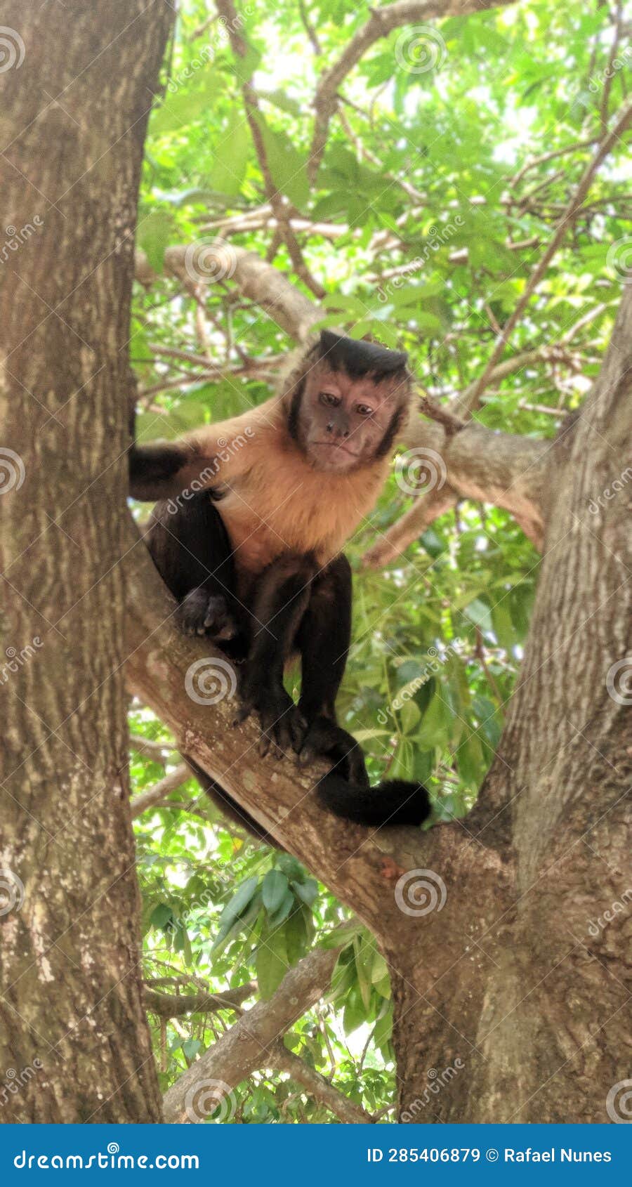 Monkey Looking at the Movement in the Zoo in a Tree Stock Image - Image ...