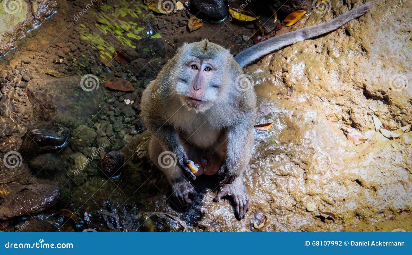 Monkey Looking into Observers Eye Stock Photo - Image of bali, monkey ...