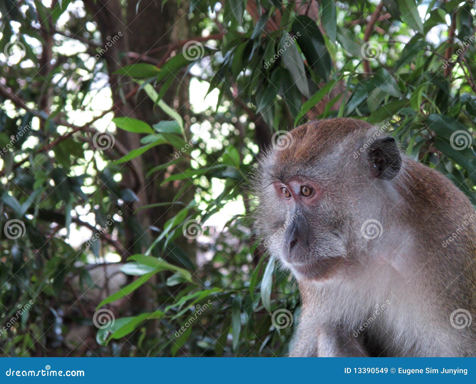 Monkey looking out stock image. Image of mammal, long - 13390549