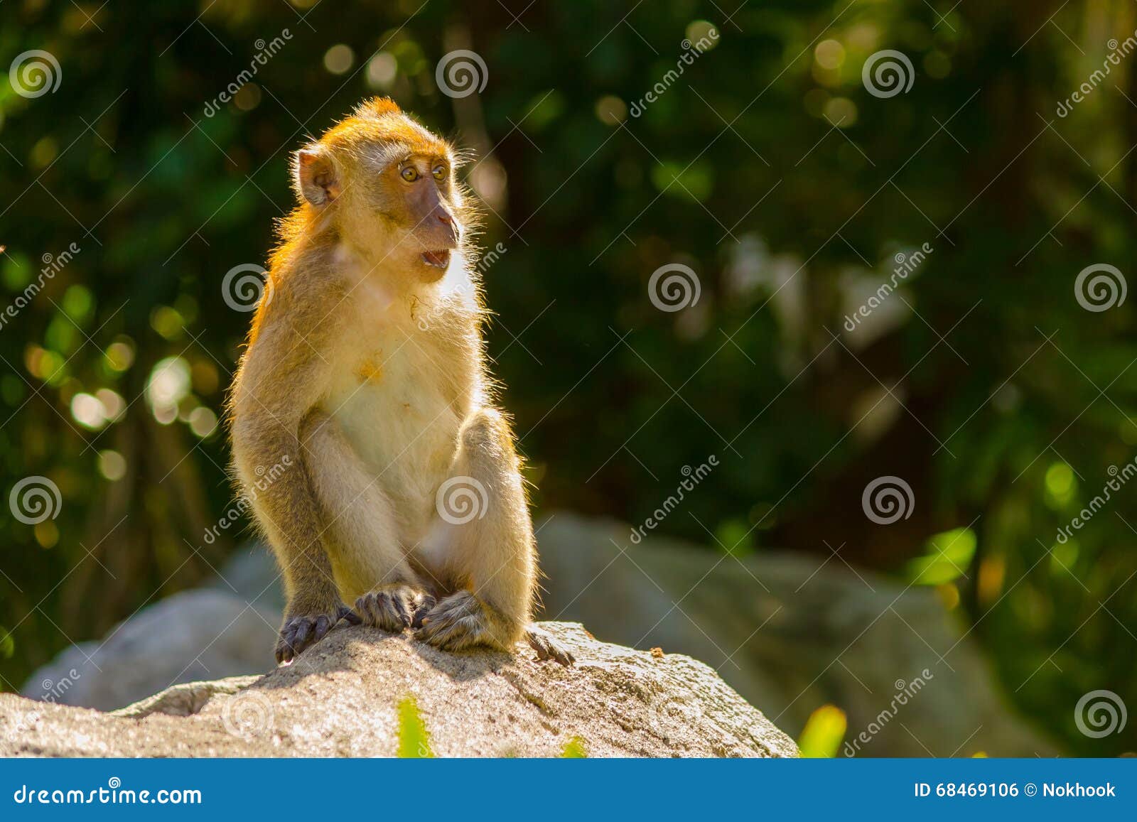 Monkey Looking Out of Camera Stock Photo - Image of primate, tree: 68469106