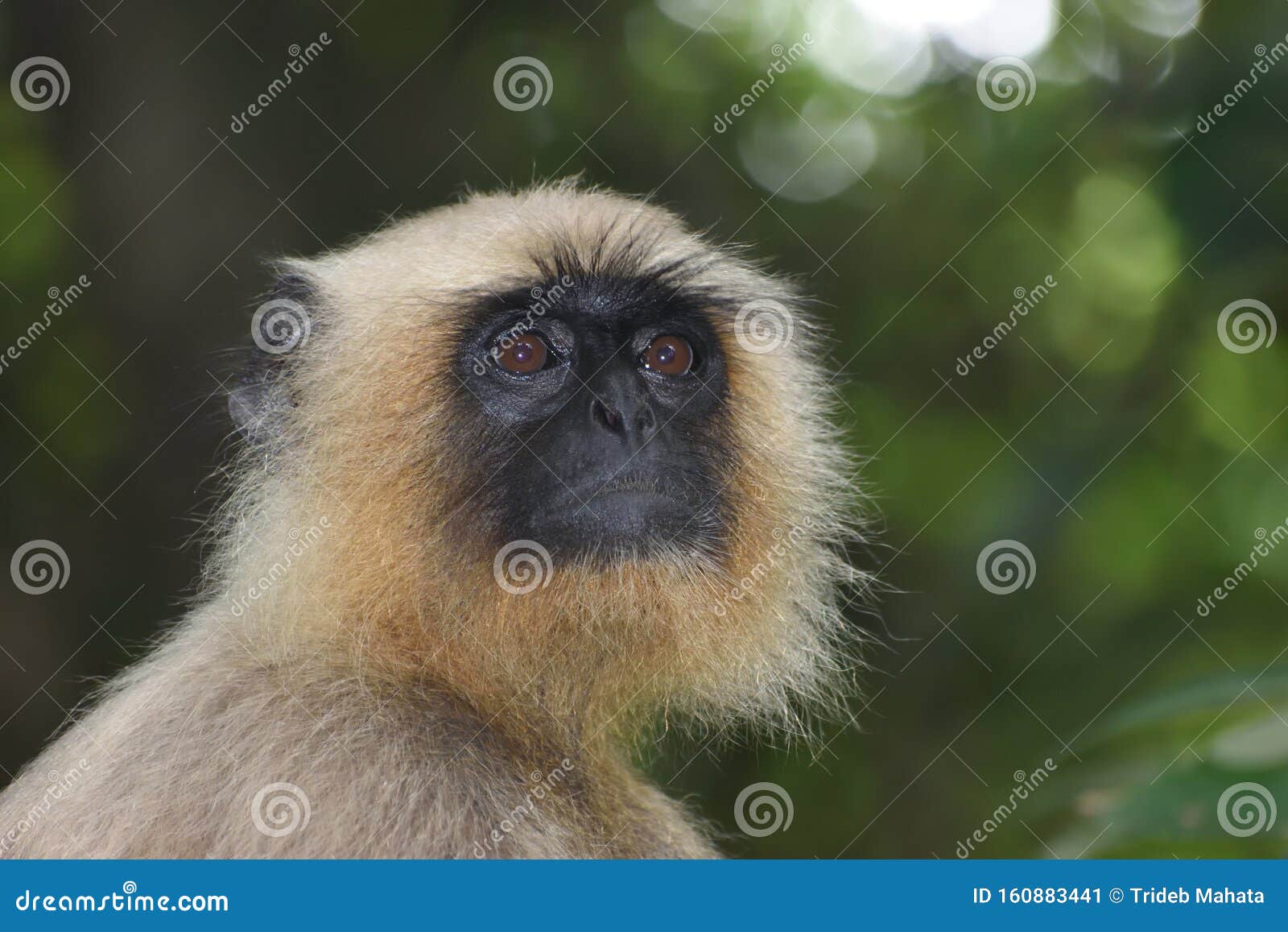 Monkey looking on out door stock image. Image of black - 160883441