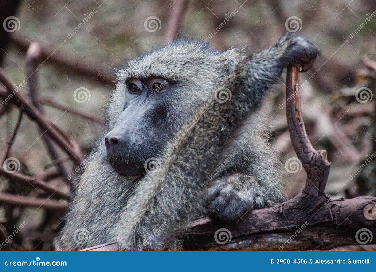 Monkey in Lake Manyara stock photo. Image of safari - 290014506