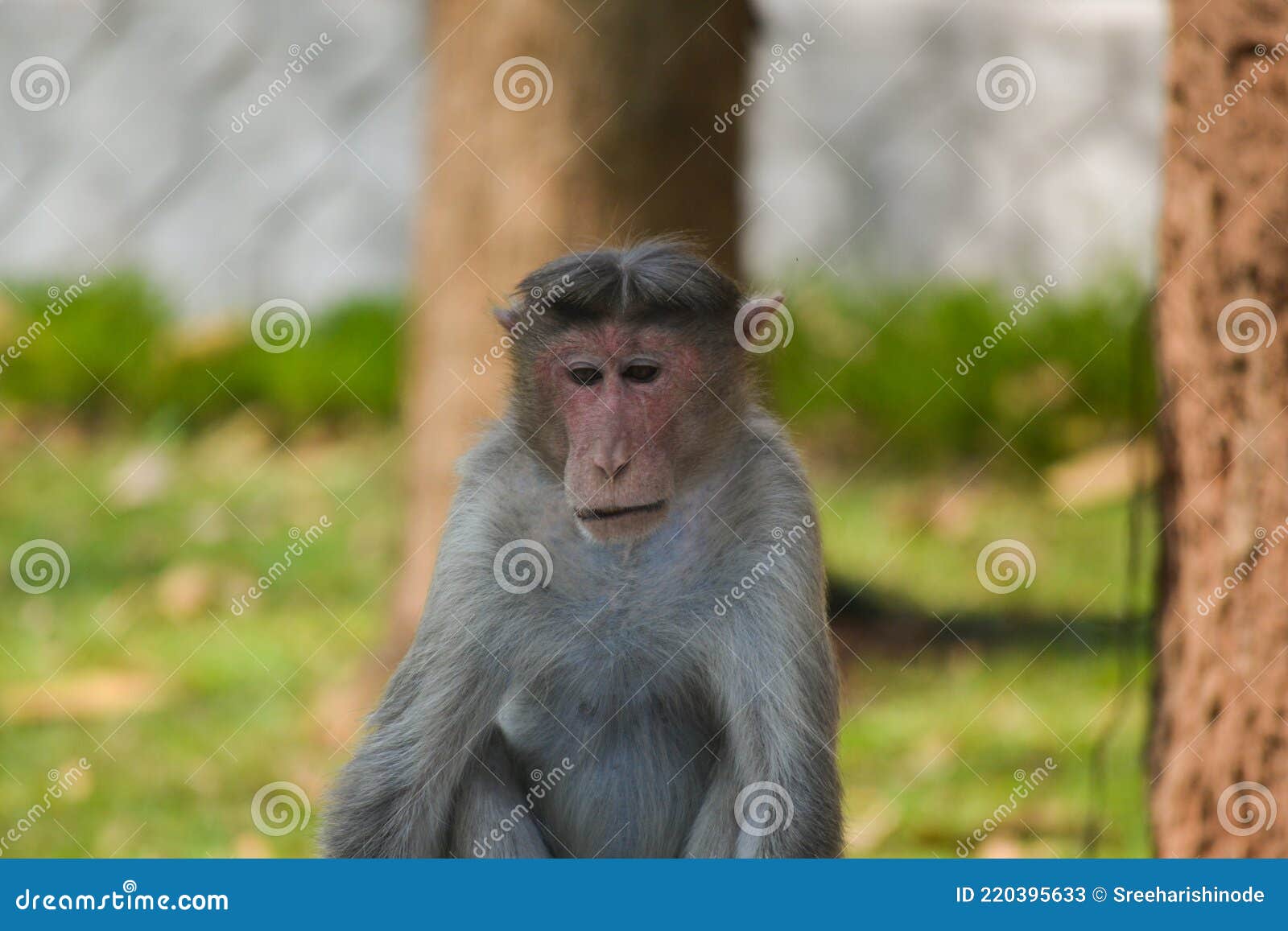 Grief on a monkey face. stock image. Image of looking - 220395633