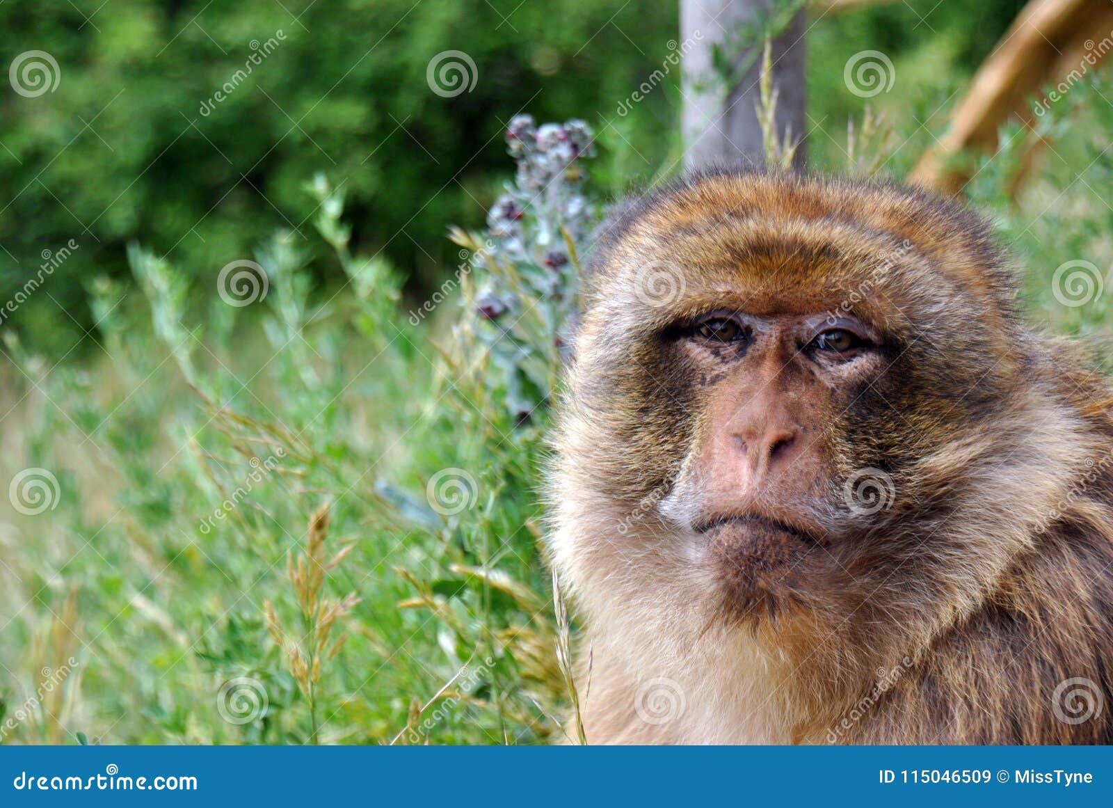 Monkey looking sad stock image. Image of eyes, look - 115046509