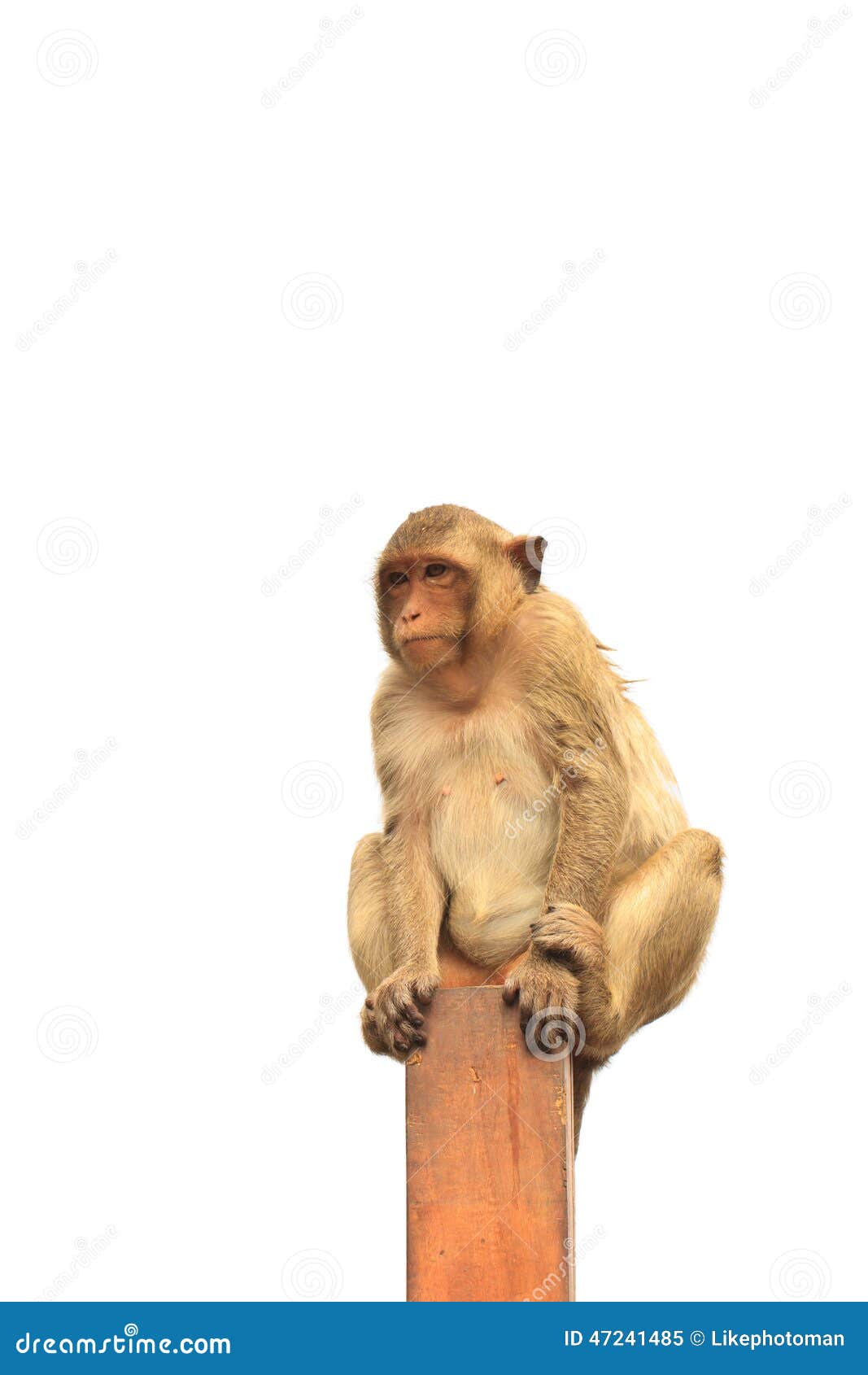 Monkey stock image. Image of mammal, looking, primate - 47241485