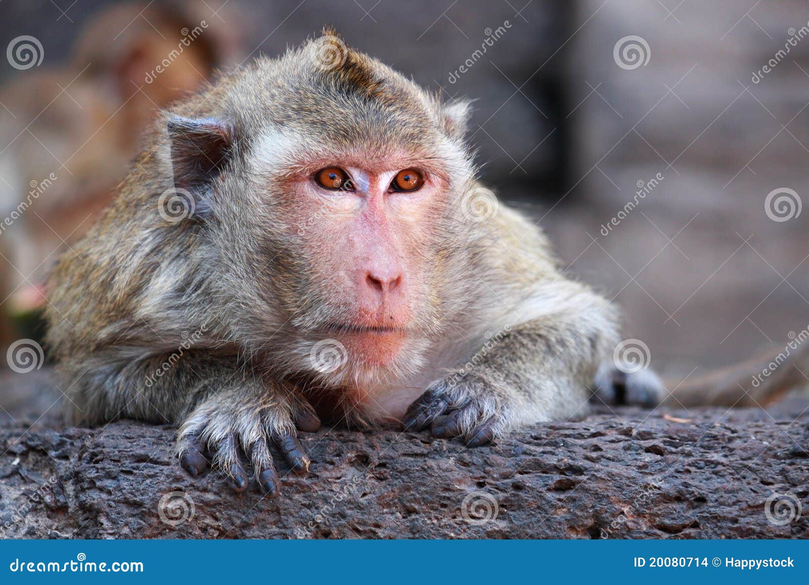 Monkey is Looking Something Stock Photo - Image of nature, monkey: 20080714