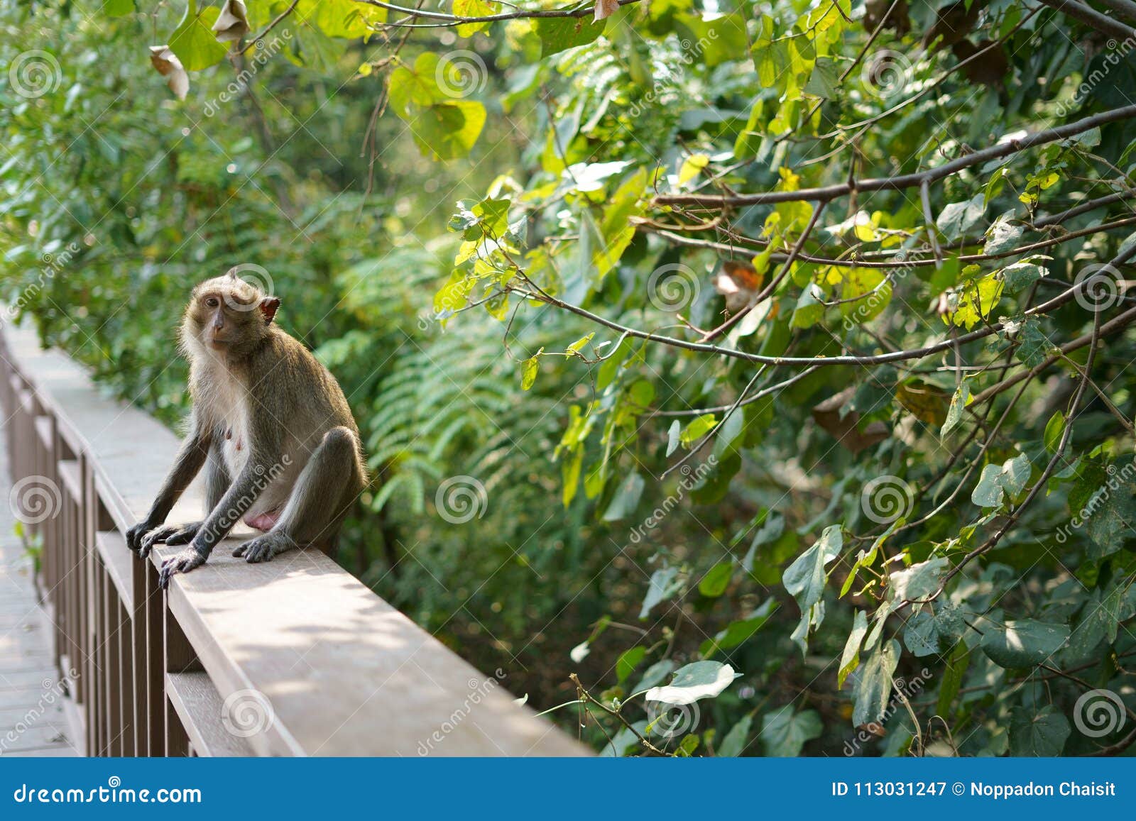 Monkey are Looking for Something Stock Image - Image of looking, animal ...