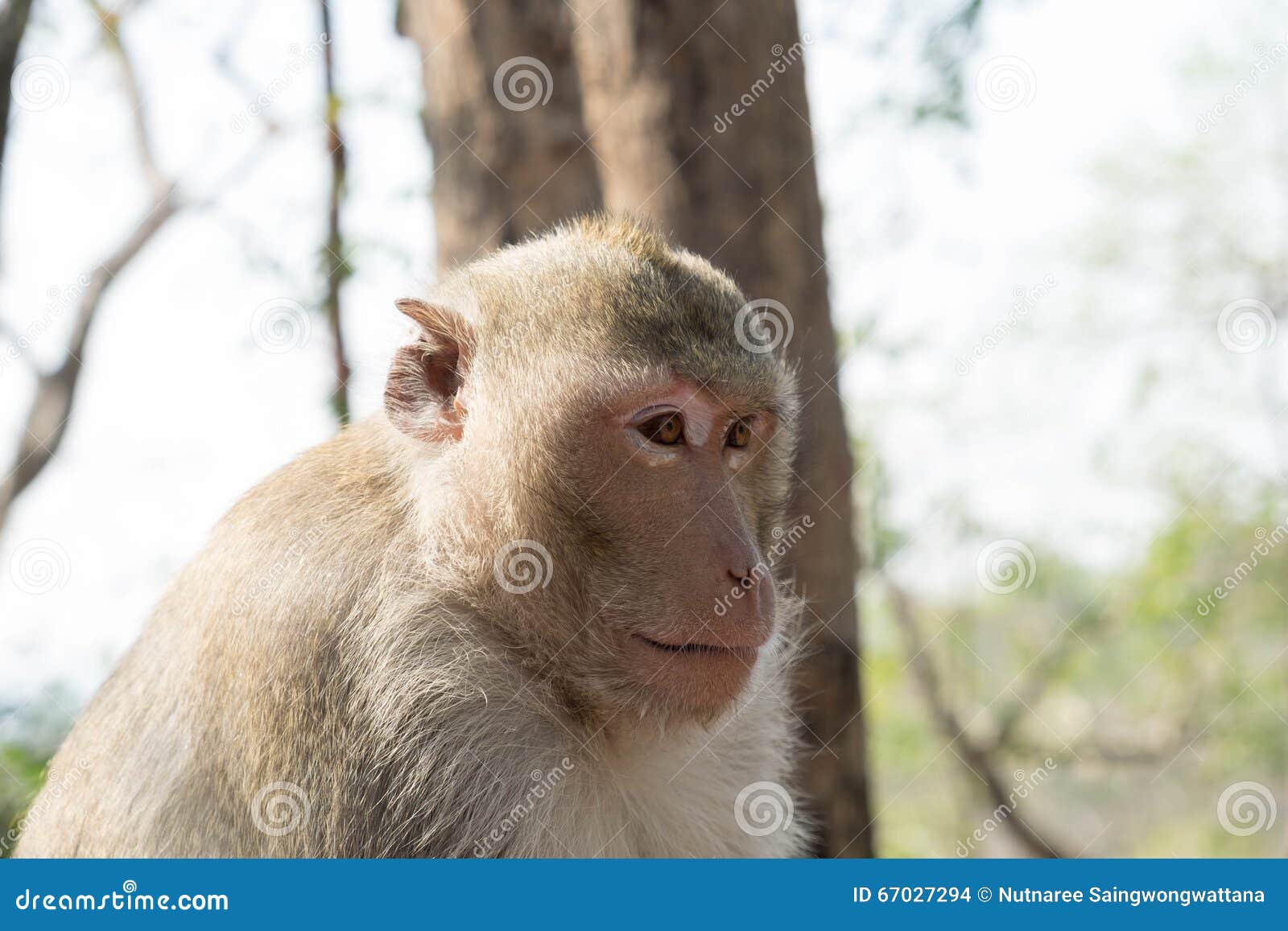 Monkey looking somewhere stock photo. Image of public - 67027294