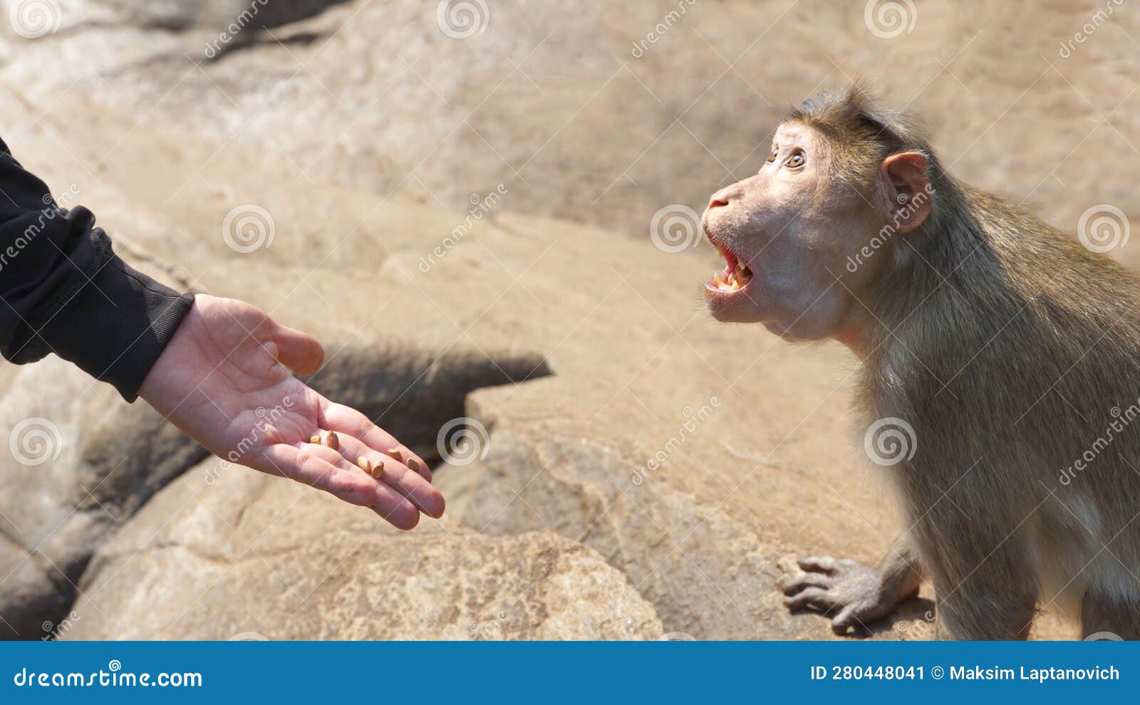 Monkey Looking Surprised As a Young Man Feeds it Peanuts Stock Image ...