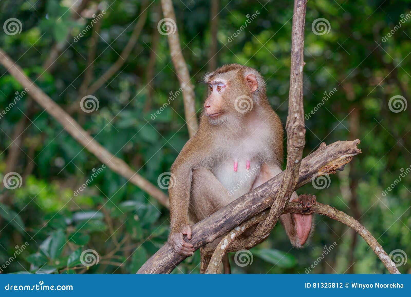 Monkey Looking To the Right. Stock Photo - Image of curious ...