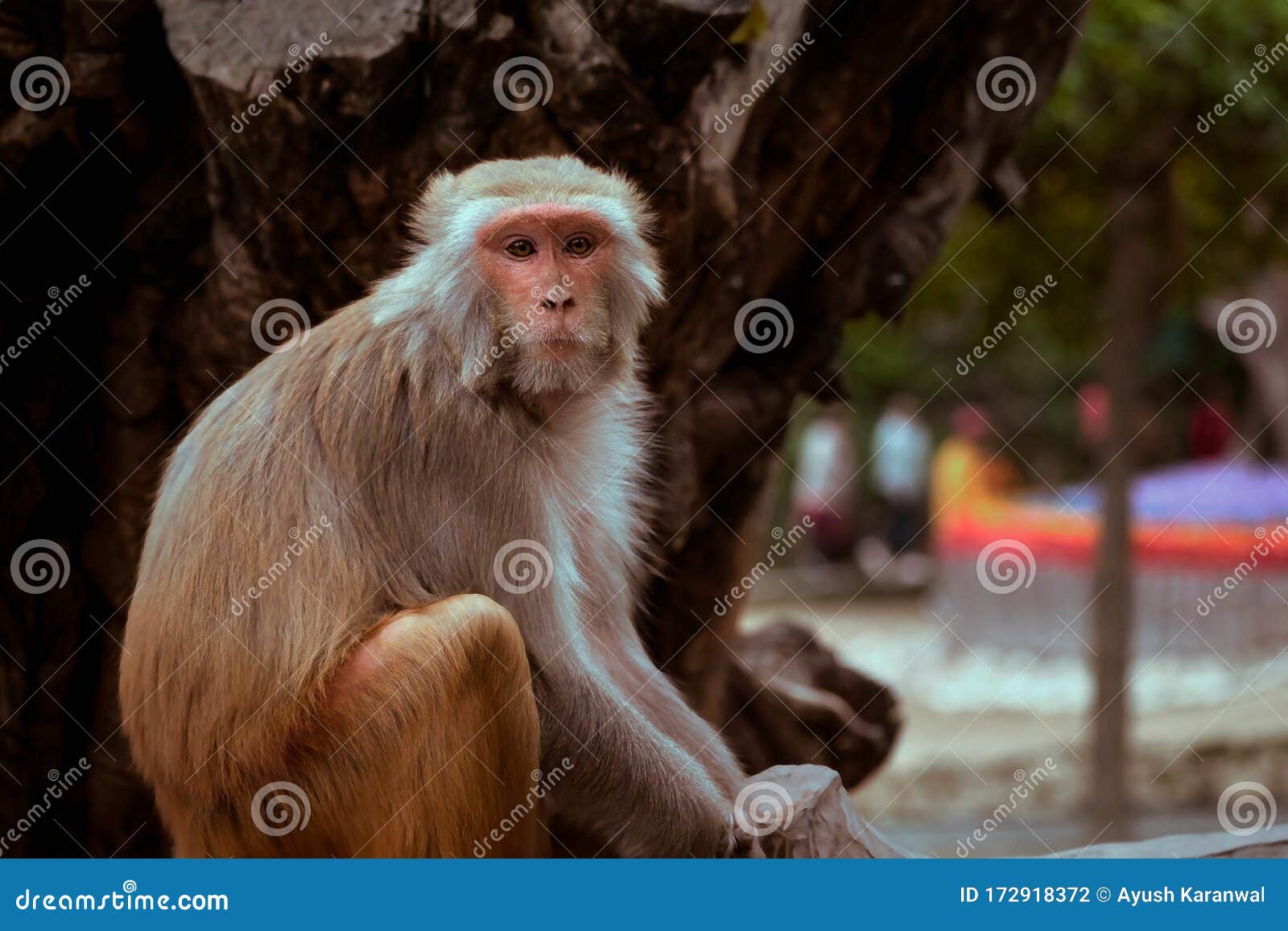 A Monkey Looking Towards the Camera Stock Photo - Image of love ...