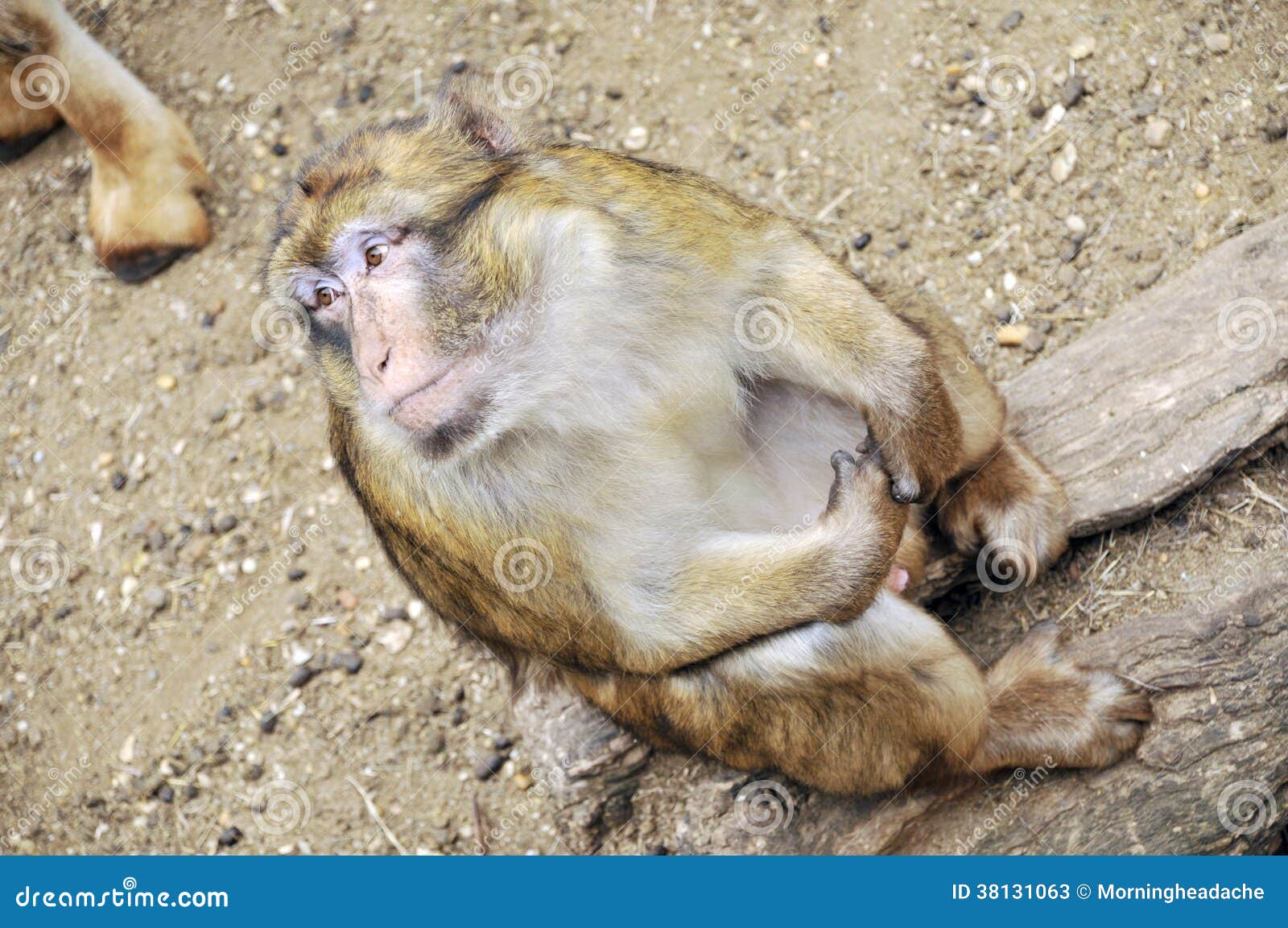 Monkey looking up stock image. Image of cute, africa - 38131063
