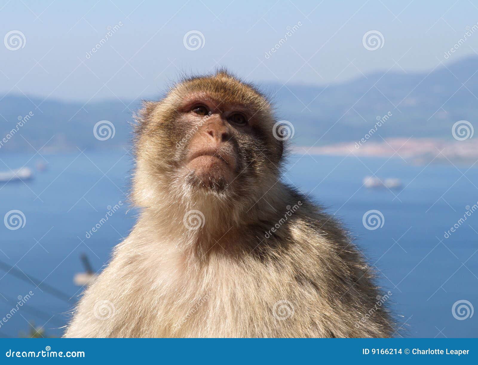 Monkey Looking up stock photo. Image of barbary, sylvanus - 9166214