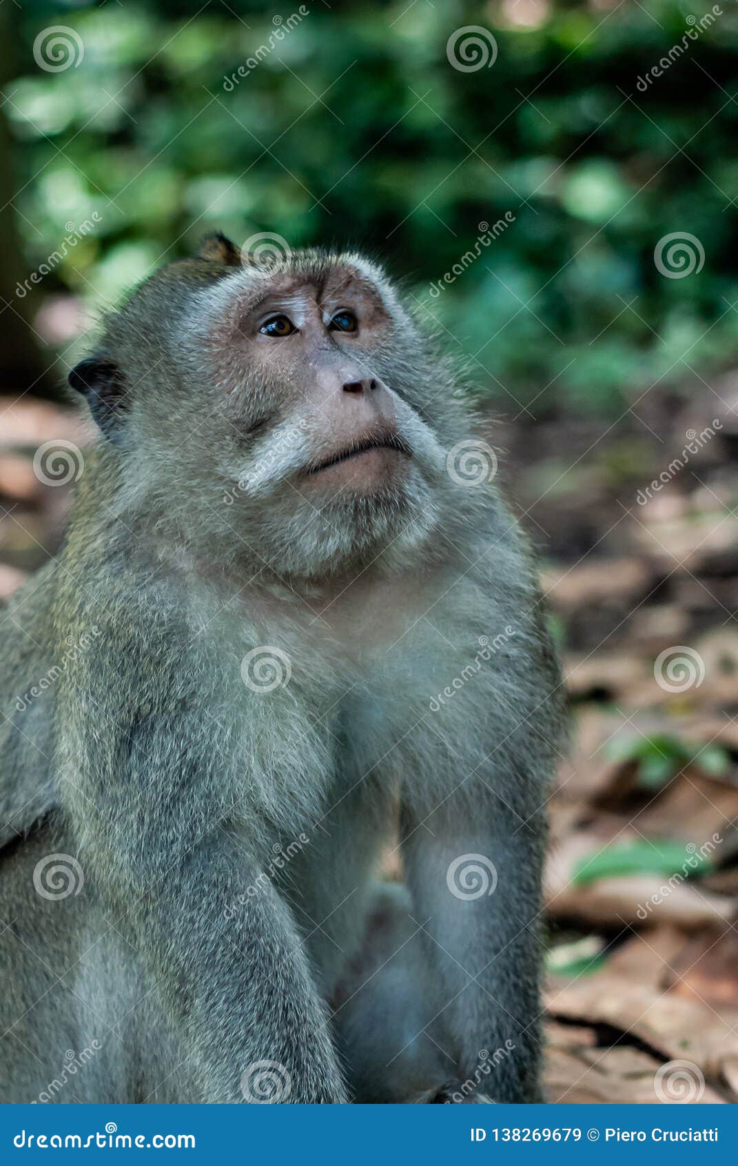 Monkey looking up. stock image. Image of mandala, monkeys - 138269679