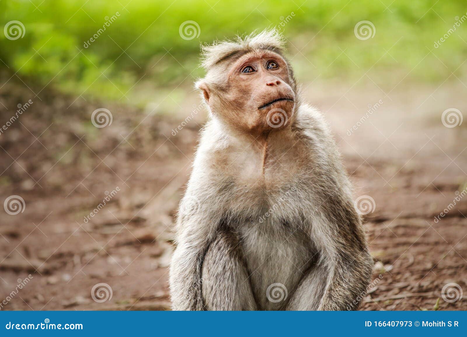 Monkey Looking Up with Tears Stock Image - Image of tears, northern ...