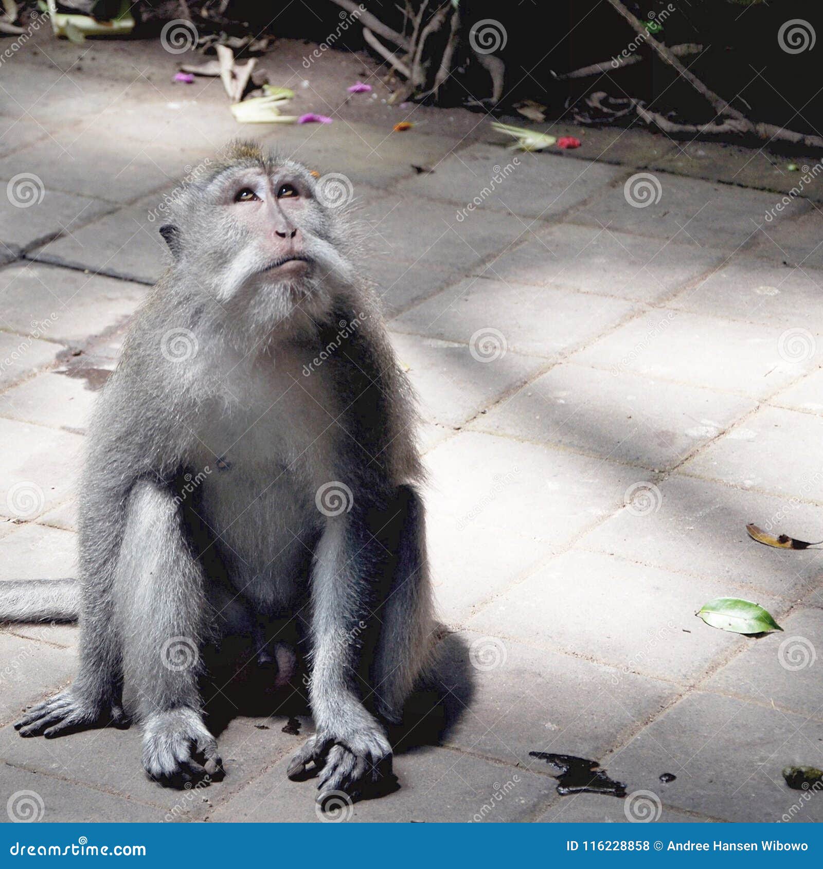 Monkey Looking Upwards stock photo. Image of wildlife - 116228858