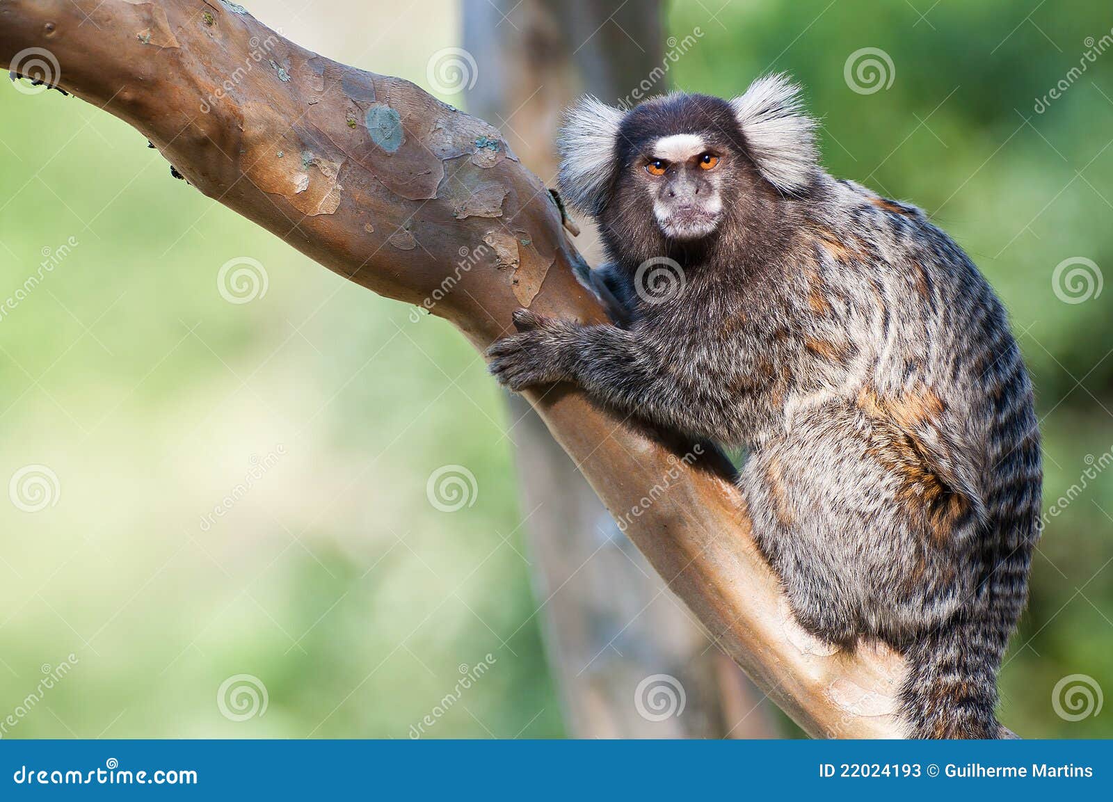 Monkey looking at you! stock image. Image of monkey, tree - 22024193