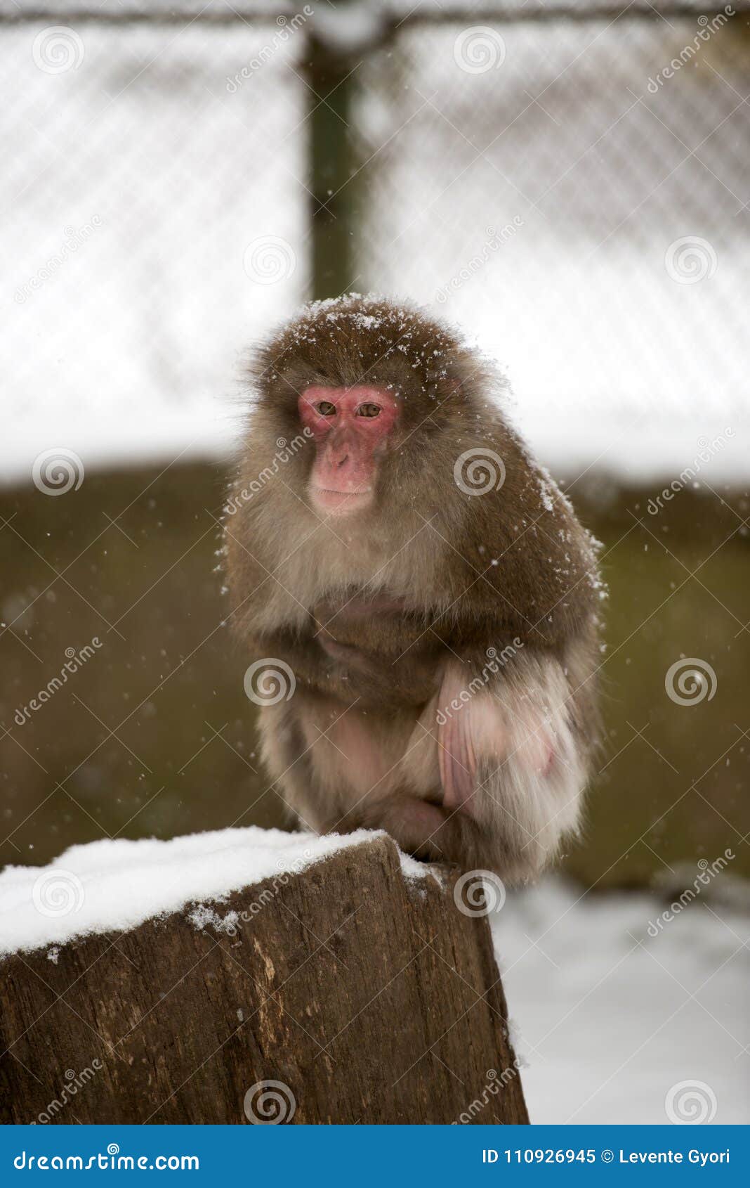 Monkey looking at zoo stock image. Image of animal, wild - 110926945