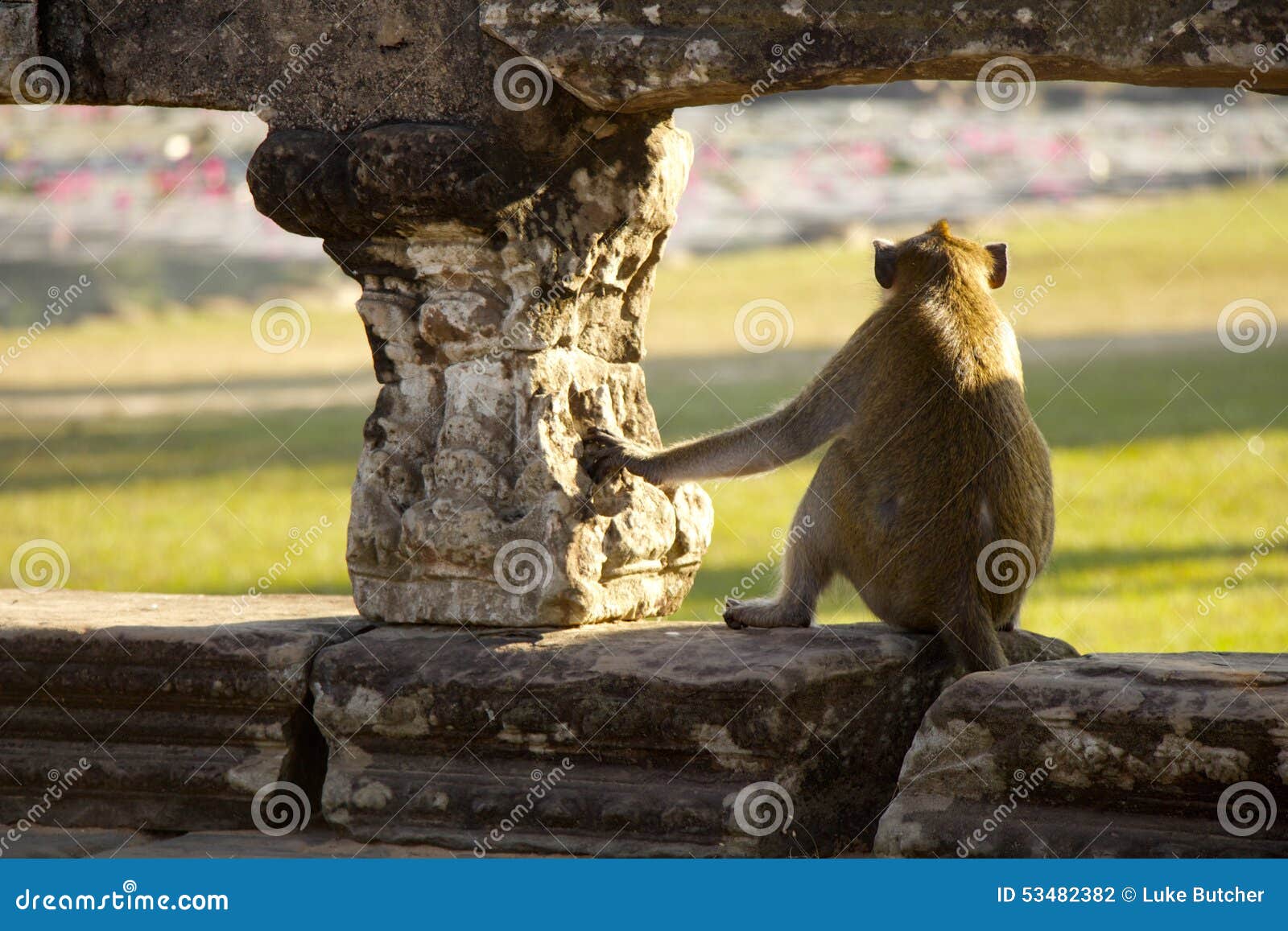 Monkey Lookout stock photo. Image of nature, mammal, animals - 53482382