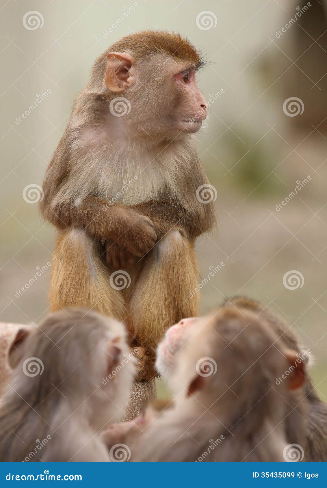 Monkey. stock image. Image of small, pensive, head, monkey - 35435099