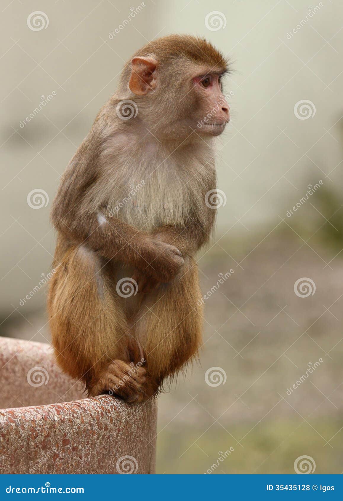 Monkey. stock photo. Image of pensive, mammal, small - 35435128