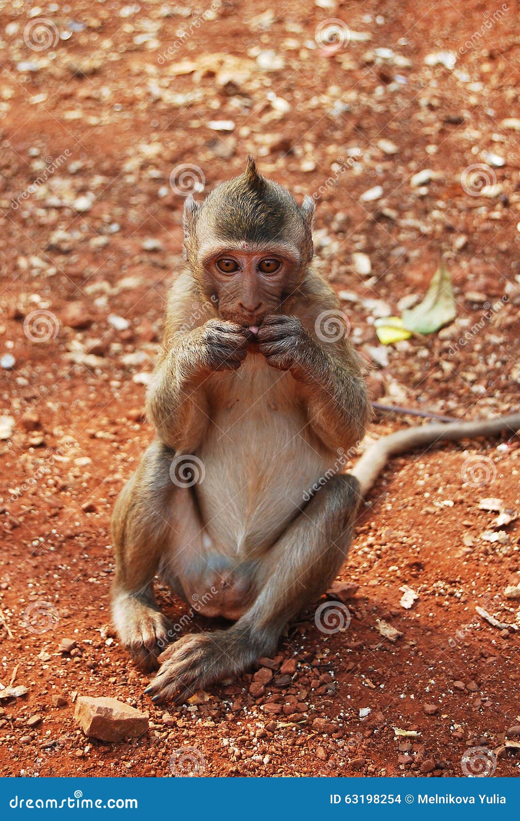Monkey stock photo. Image of dialogue, closeup, happy - 63198254