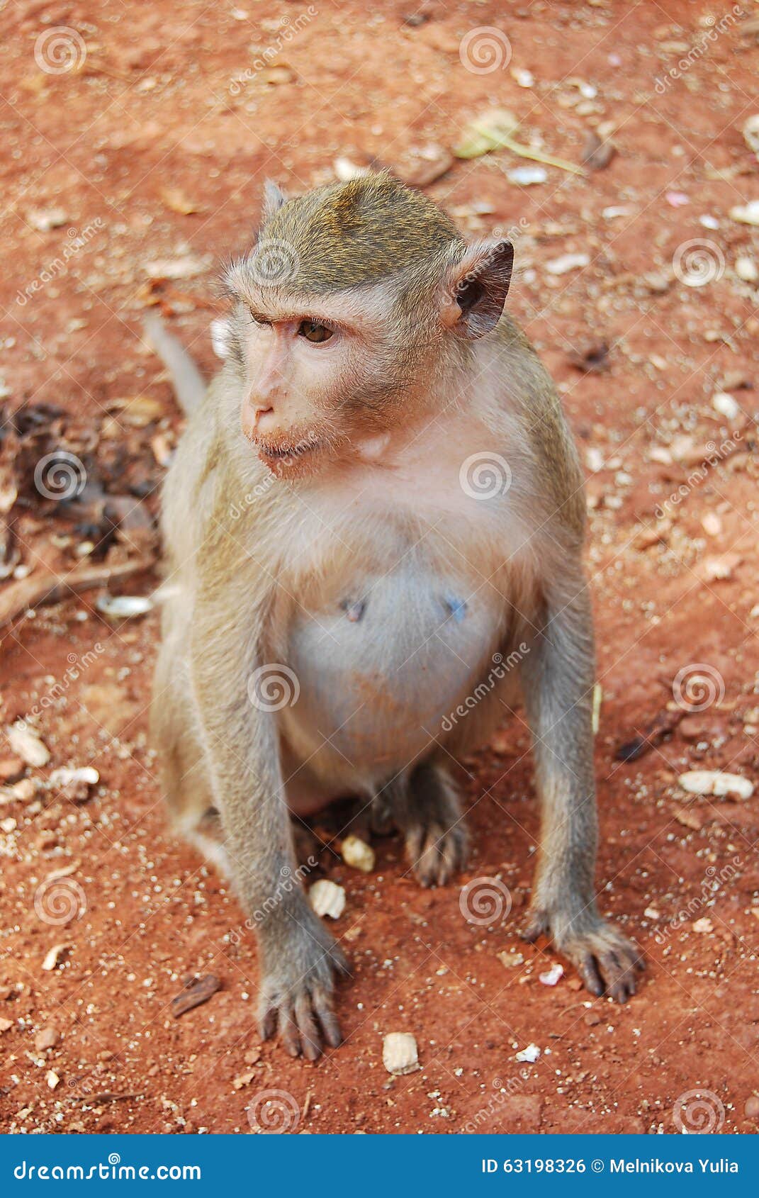 Monkey stock photo. Image of animals, laugh, looking - 63198326