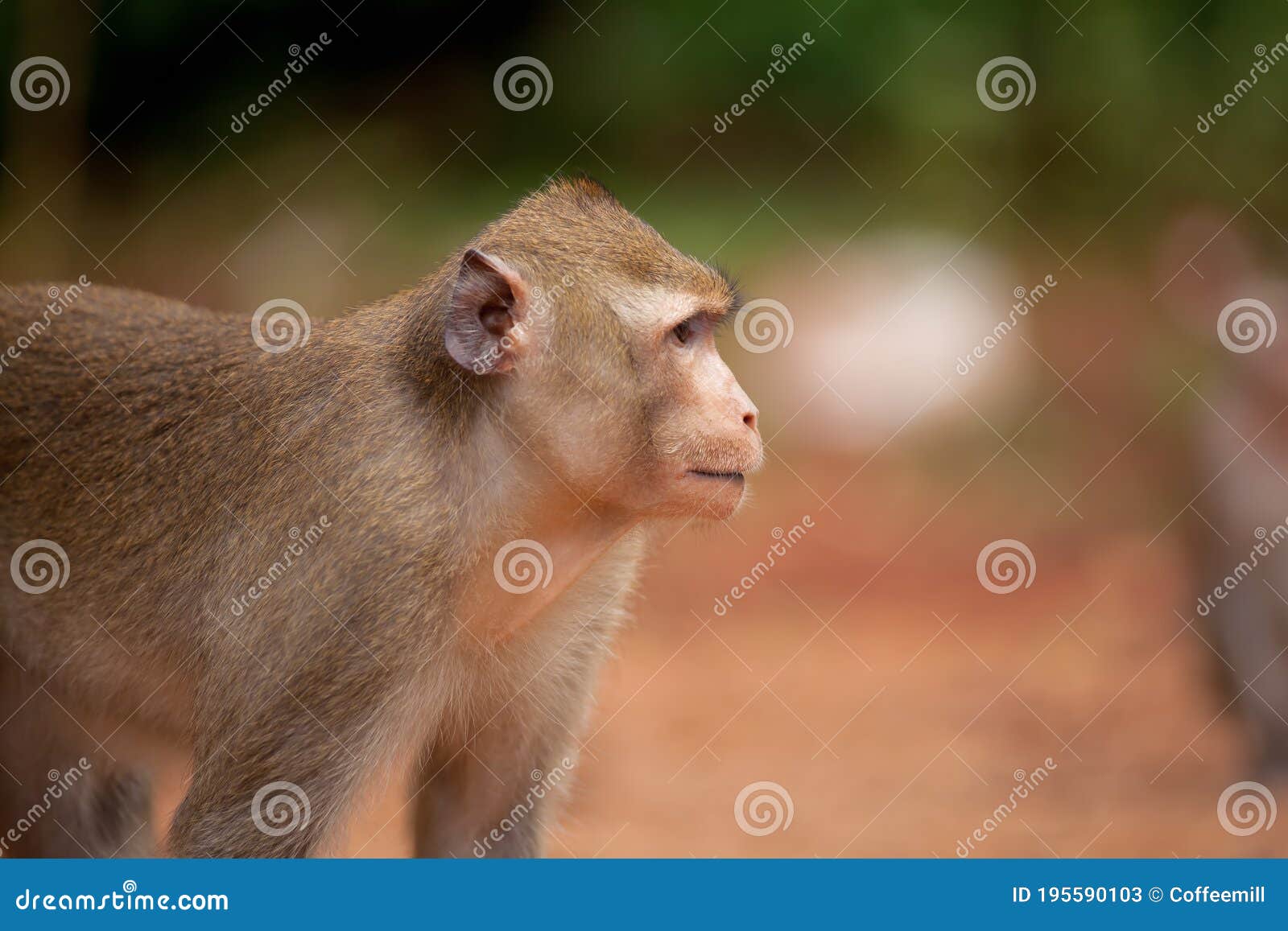 The Monkey Looks in a Distance Stock Image - Image of muzzle, thailand ...
