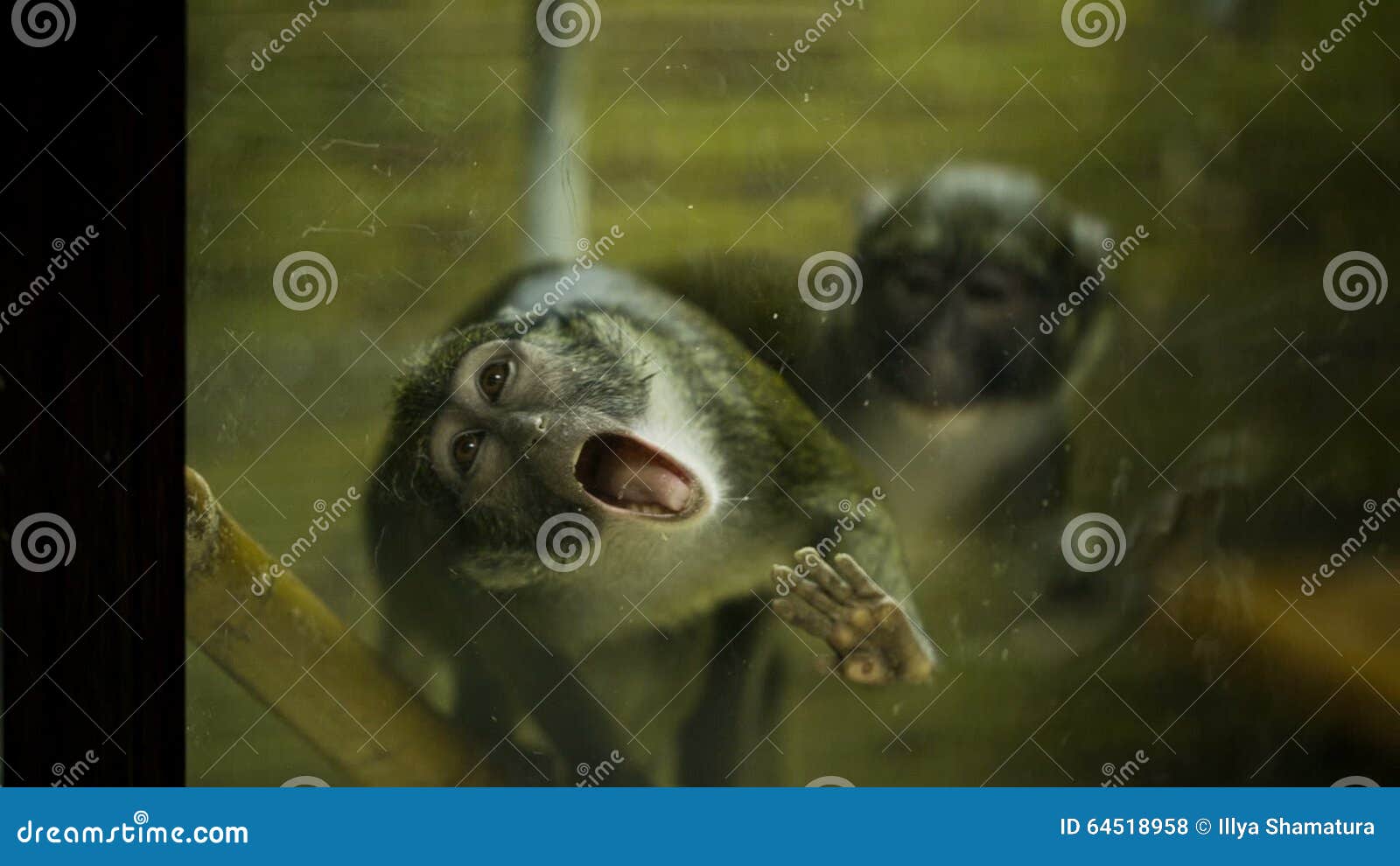 Monkey Looks like Zombie stock footage. Video of animal - 64518958
