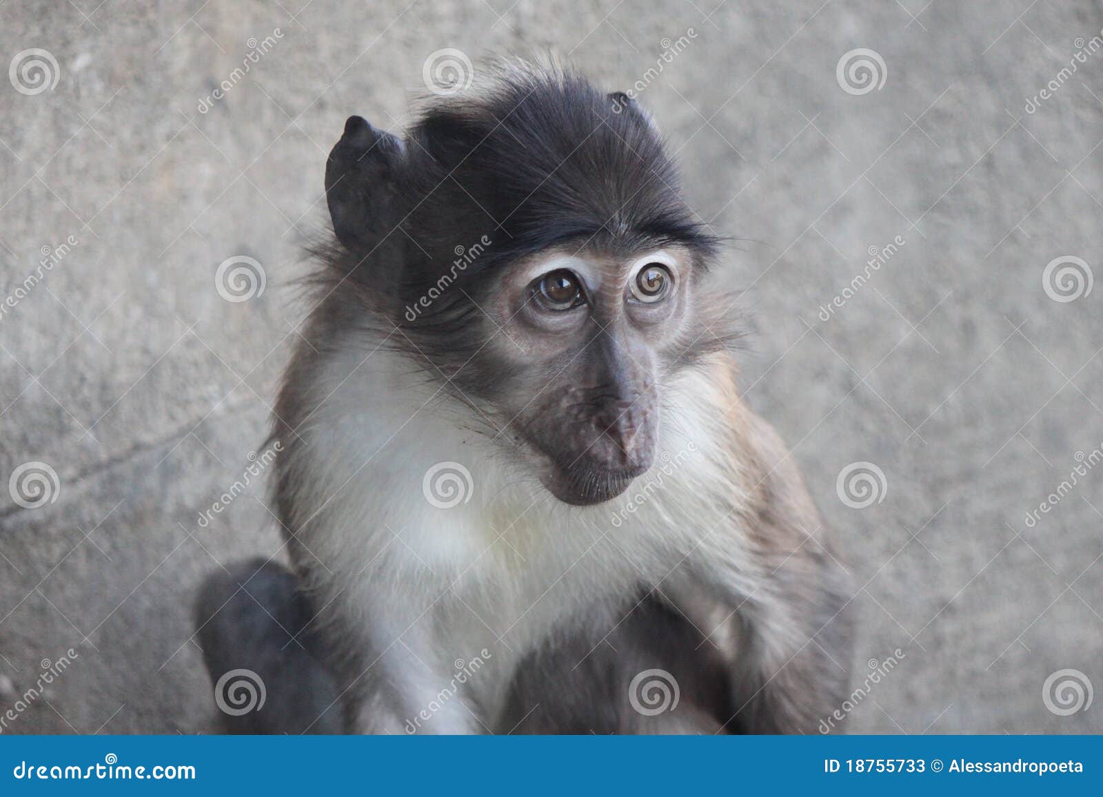 Monkey looks me stock image. Image of little, monkey - 18755733