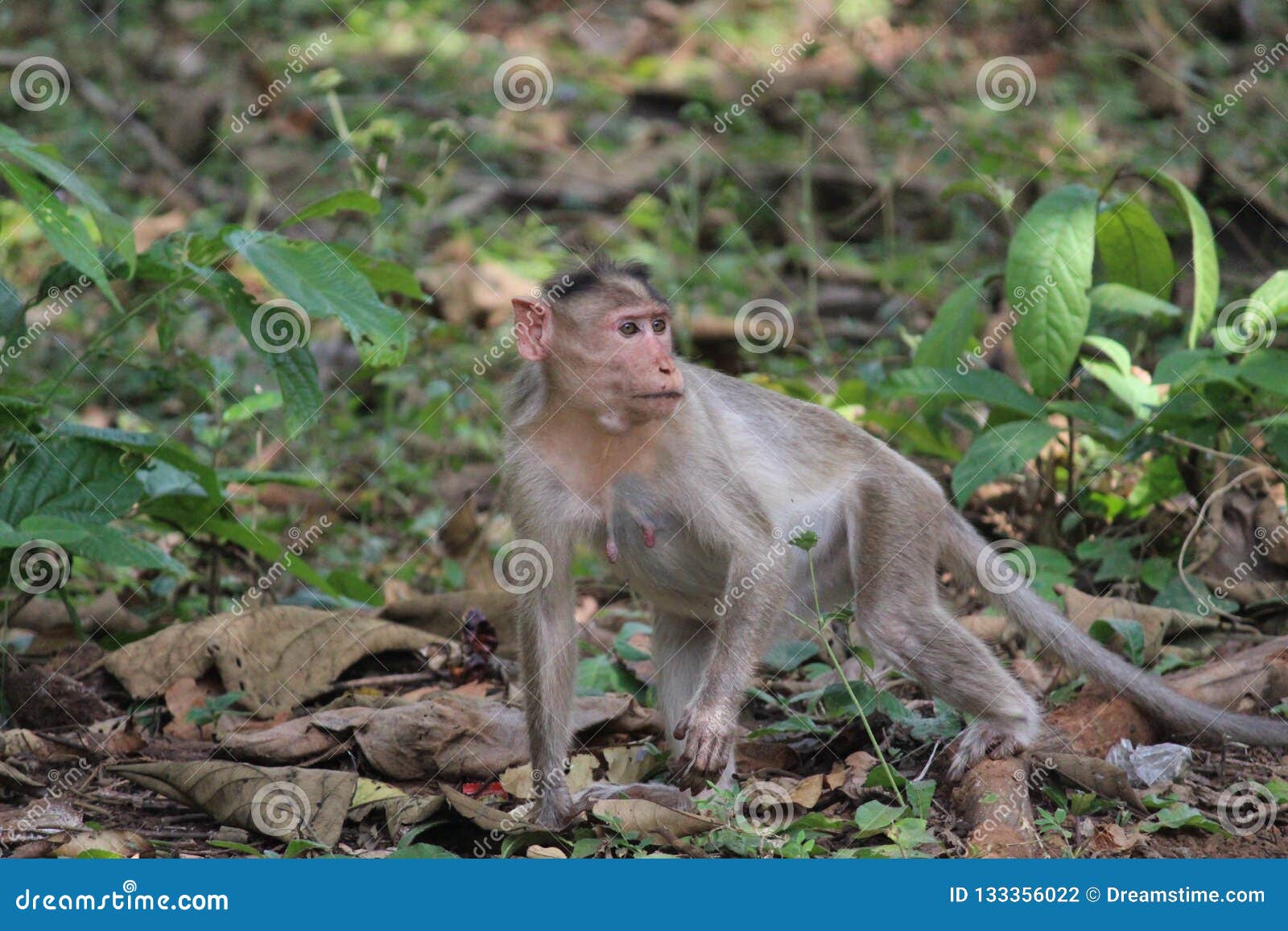 Monkey Looks US stock photo. Image of looks, forest - 133356022