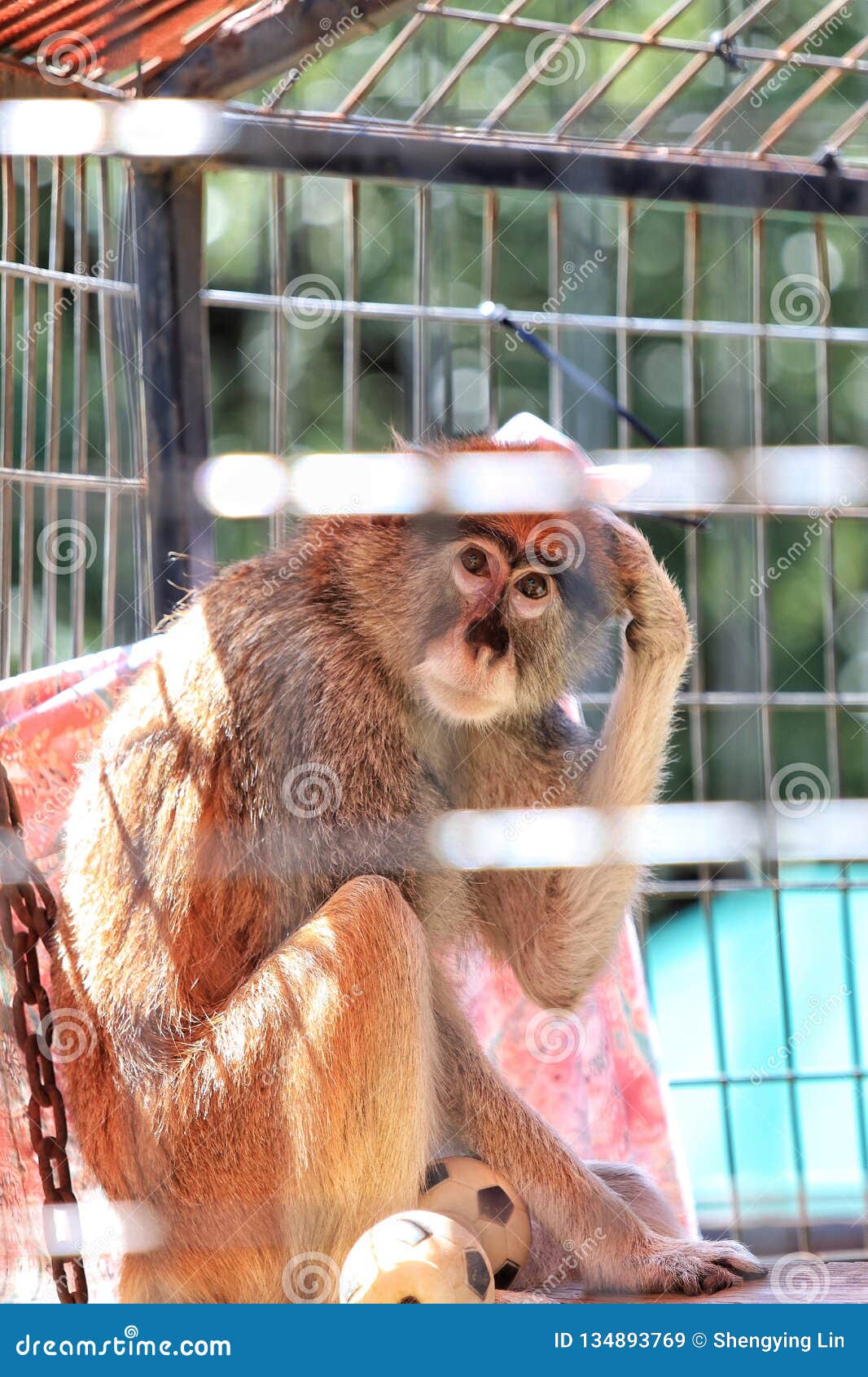 Monkey stock image. Image of lost, monkey, austin, animal - 134893769
