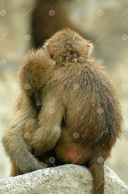 Monkey in Love stock photo. Image of monkeys, singapore - 7079284