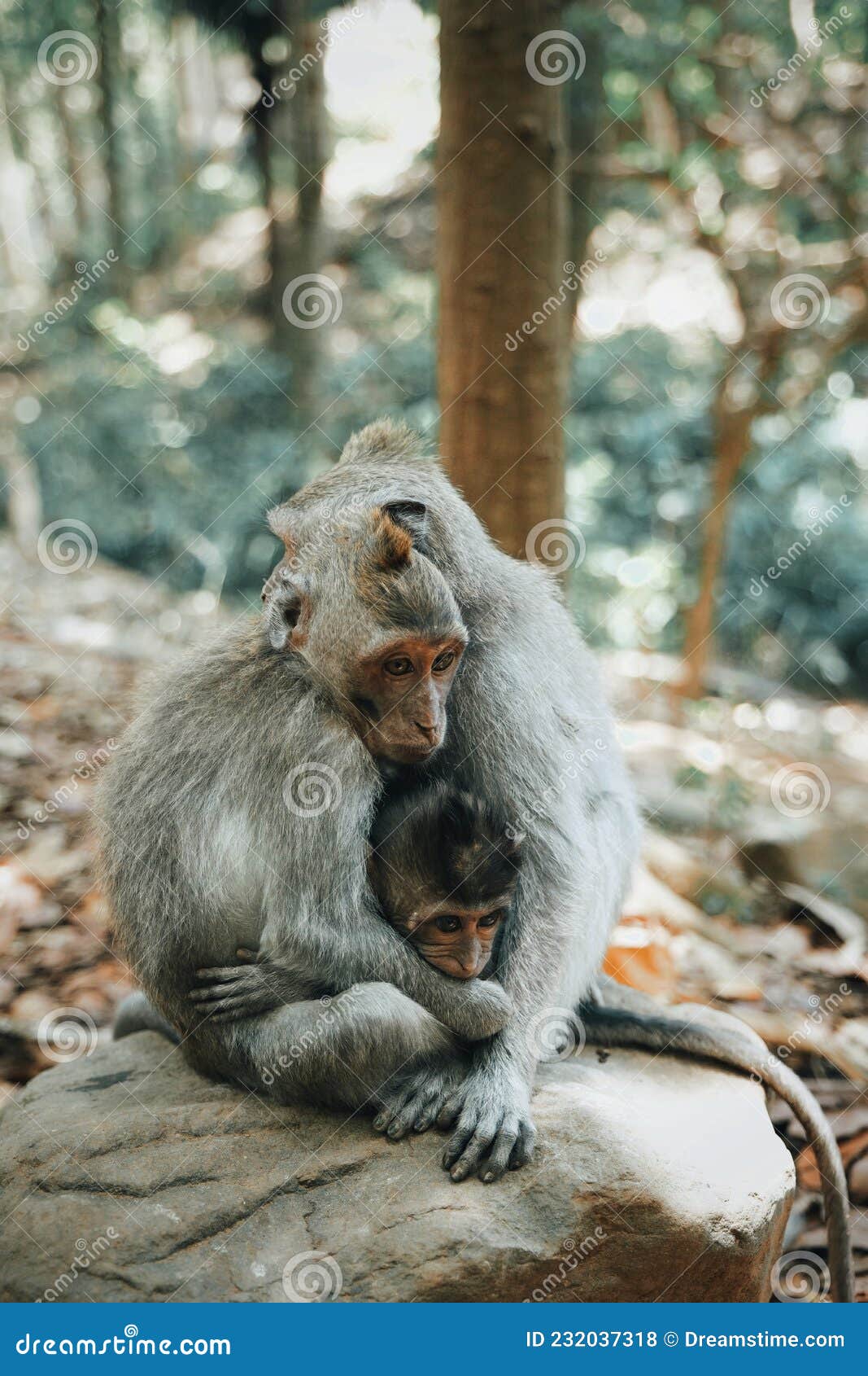 Monkey love together stock photo. Image of rodent, jungle - 232037318