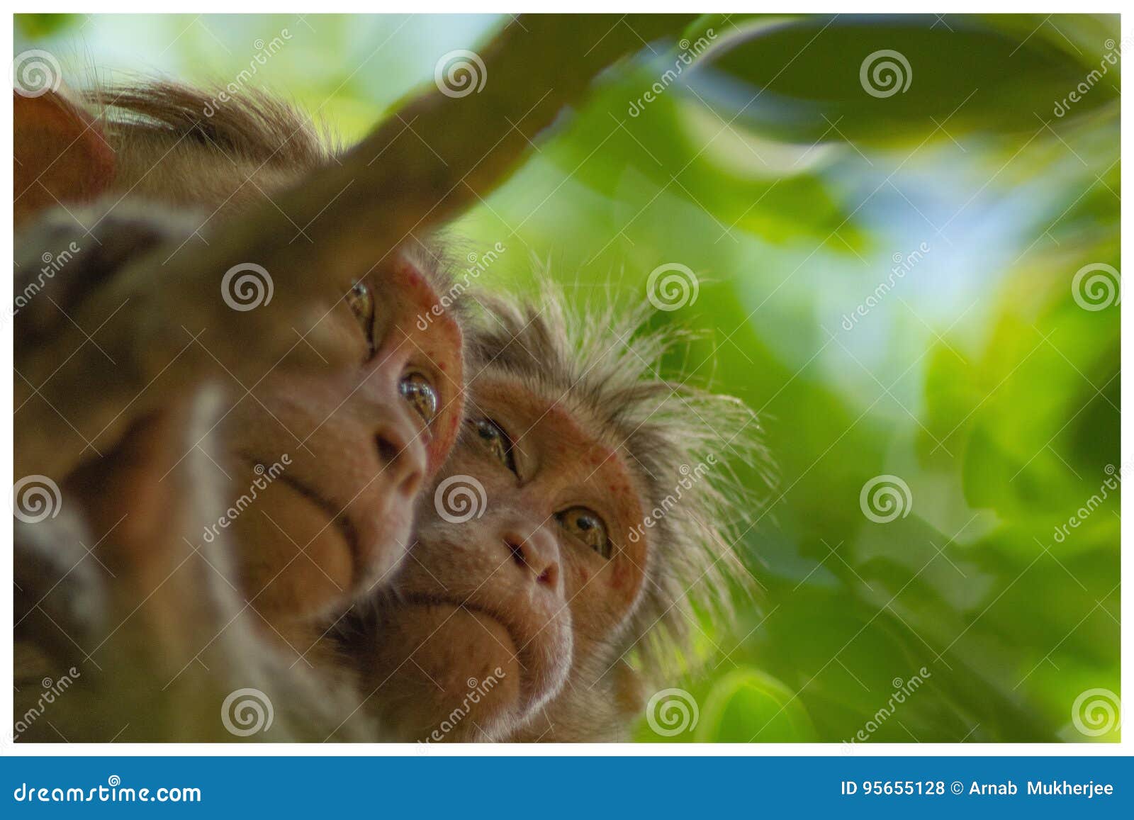 Monkey love stock photo. Image of monkey, meaning, branch - 95655128