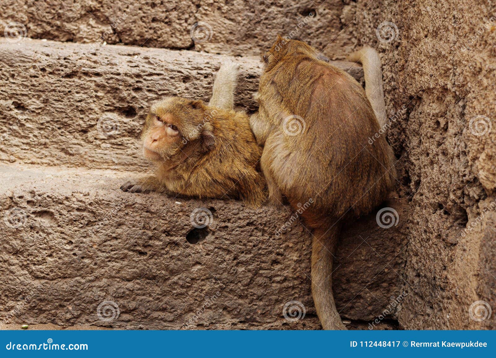 Monkey is Lying on Brick Floor. Stock Image - Image of monkeys, jungle ...