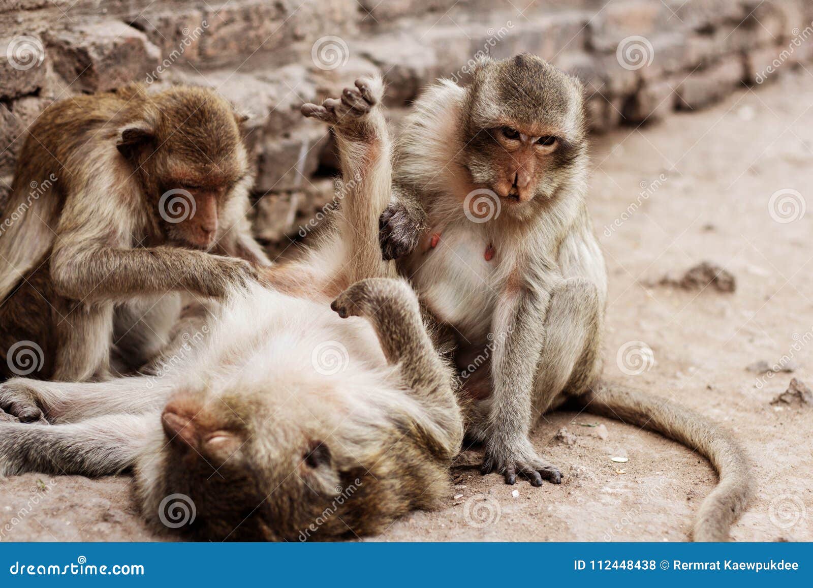 Monkey lying on floor. stock photo. Image of mother - 112448438
