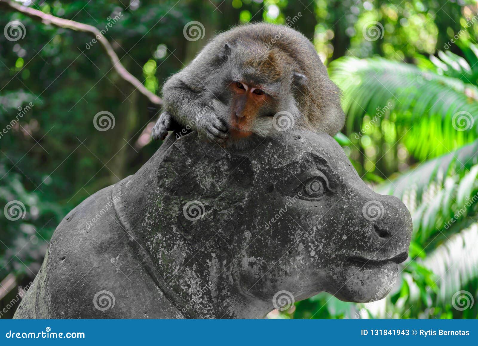 Monkey Lying on the Statue in Monkey Forest in Bali, Indonesia Stock ...