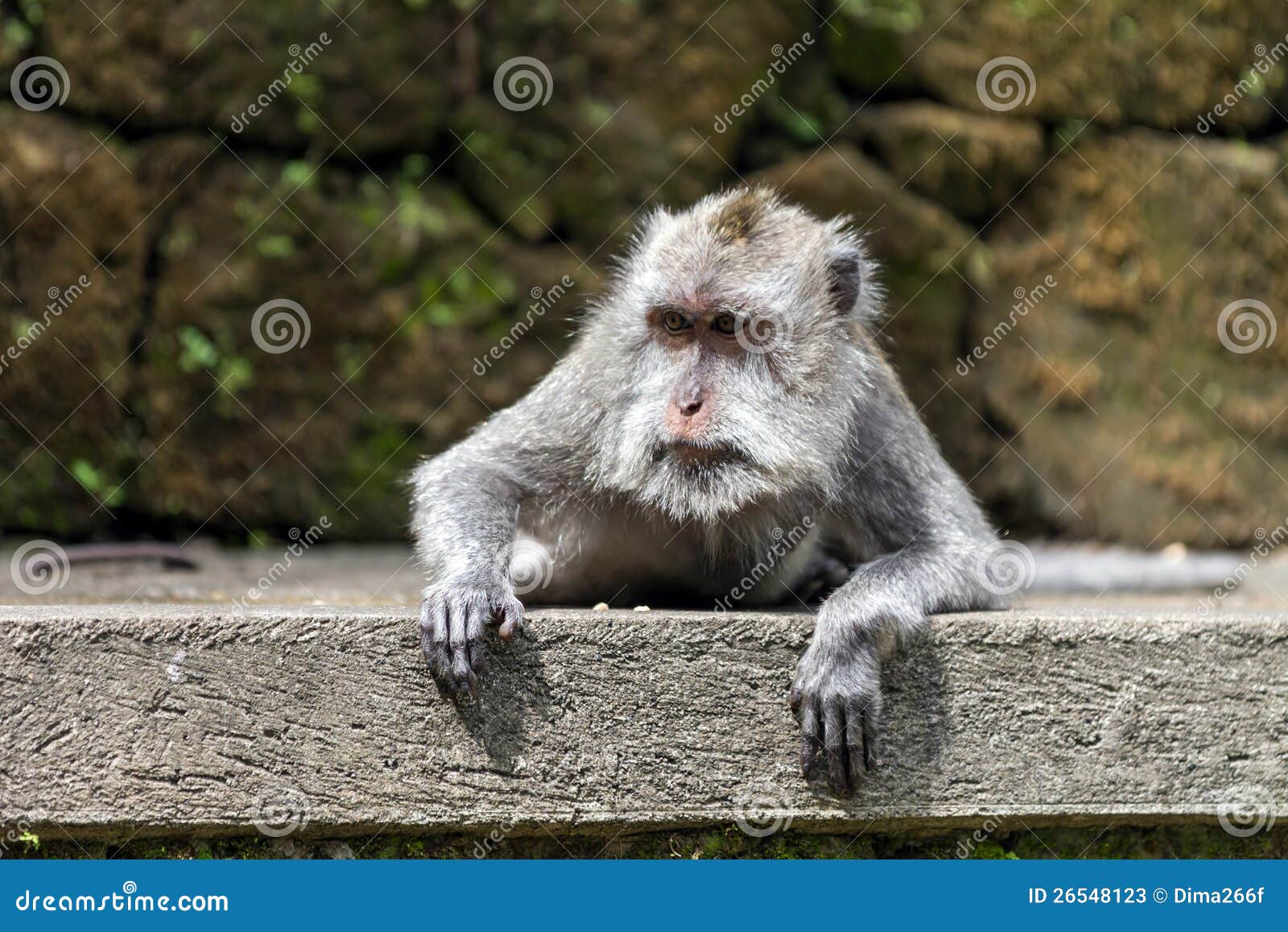 Monkey Lying on Stone in Ubud Forest, Bali Stock Image - Image of ...