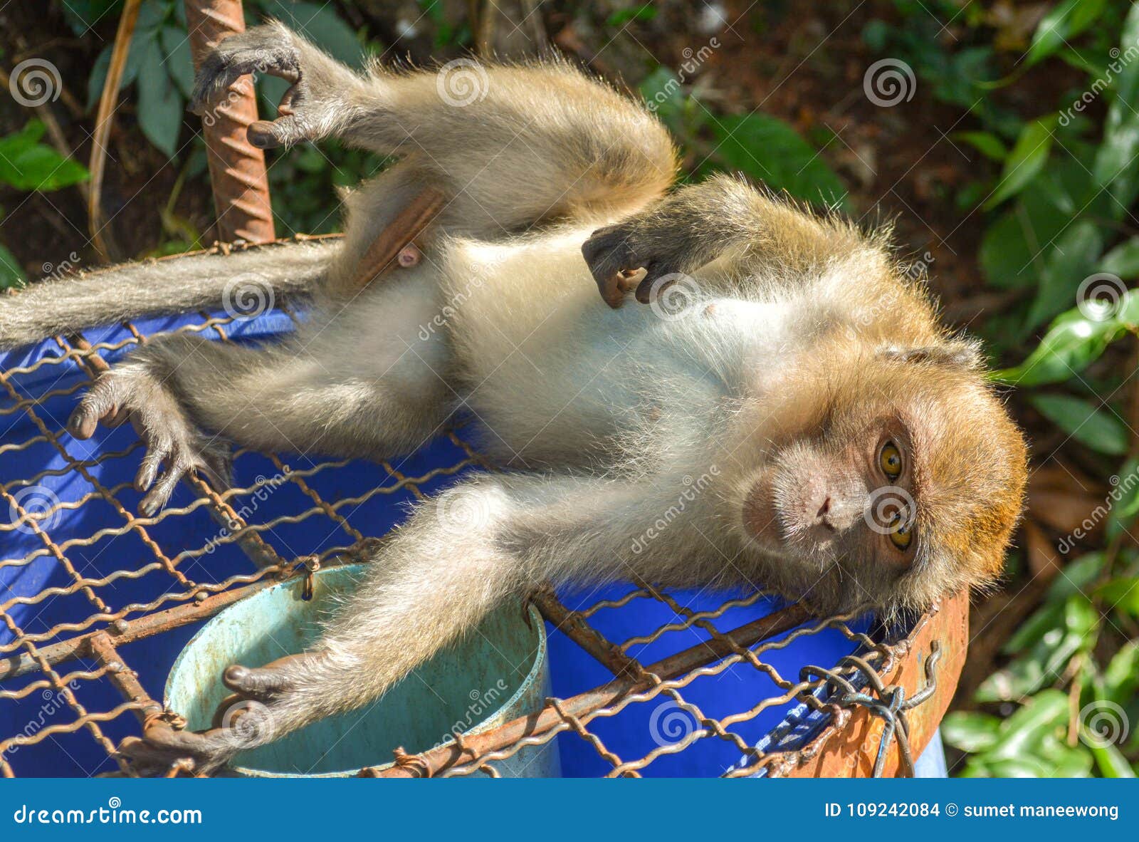 Monkey lying on the trash. stock photo. Image of head - 109242084