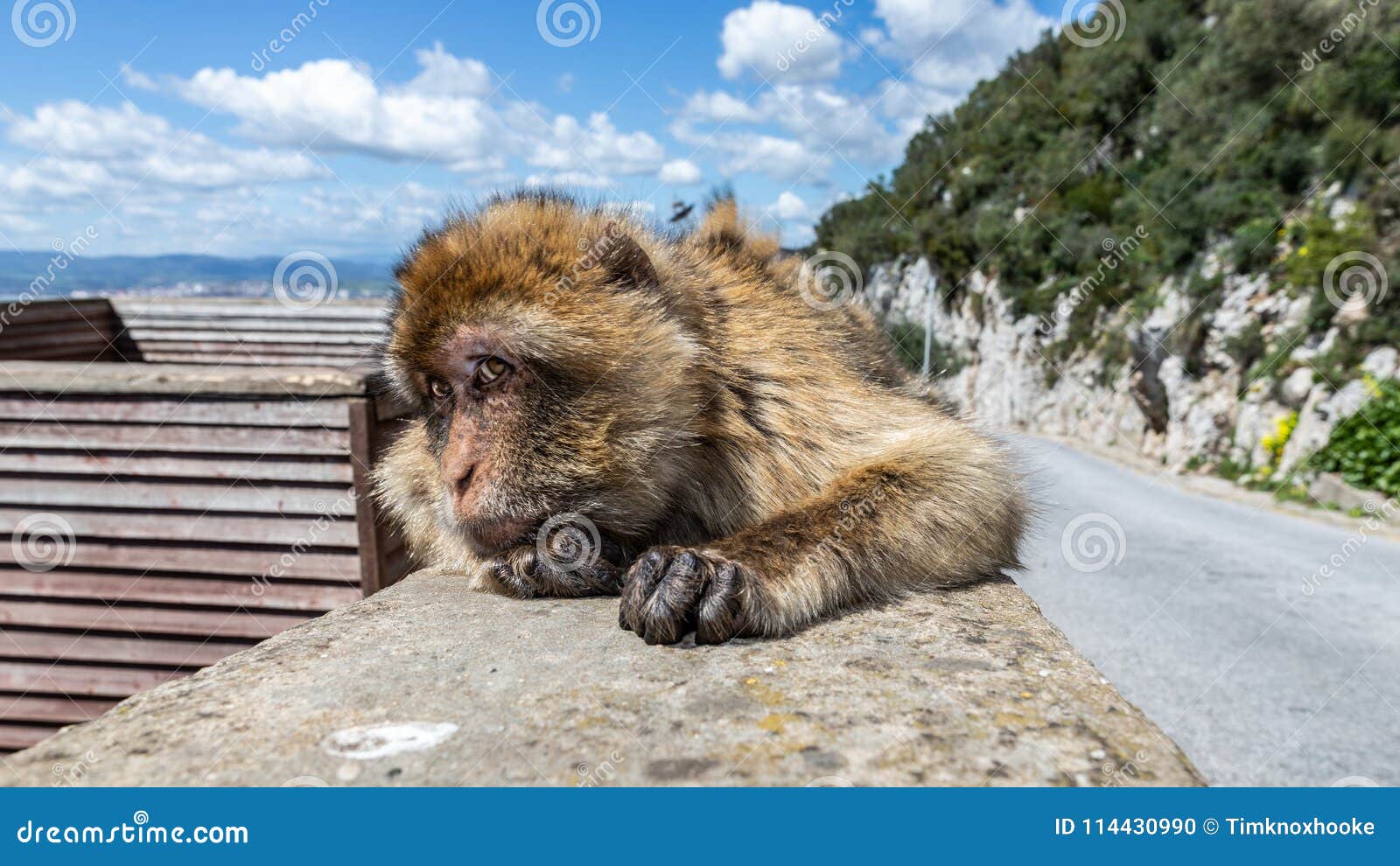 A Monkey Lying on a Wall and Looking at the Camera Stock Photo - Image ...