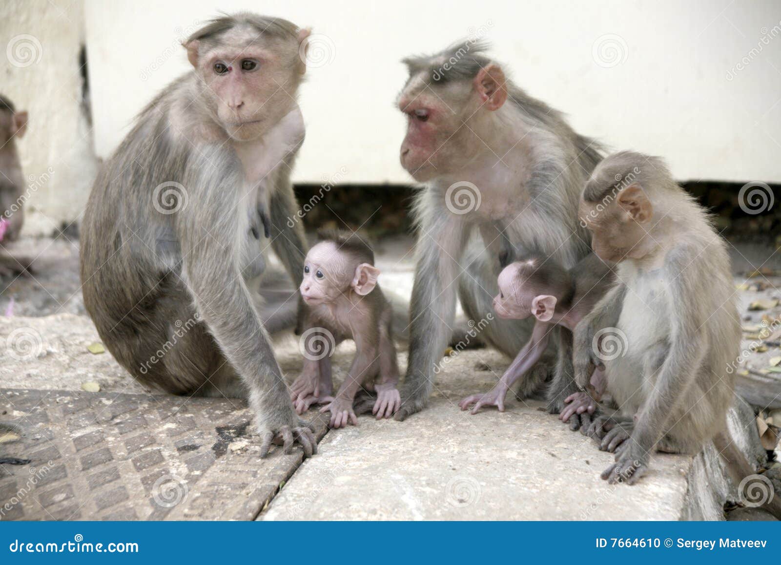 Monkey Macaca Family in Indian Town Stock Photo - Image of furry ...