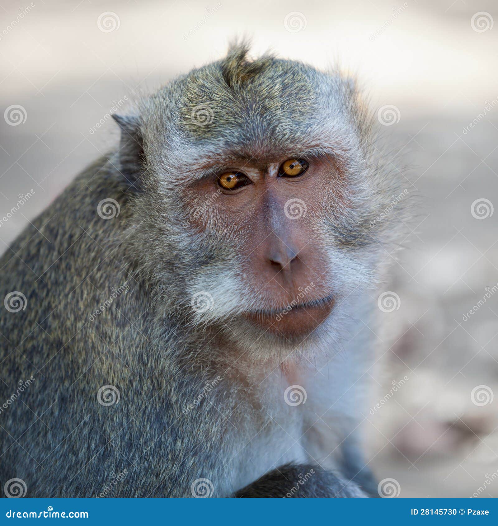 Monkey - Macaca Fascicularis Stock Photo - Image of macaca, face: 28145730