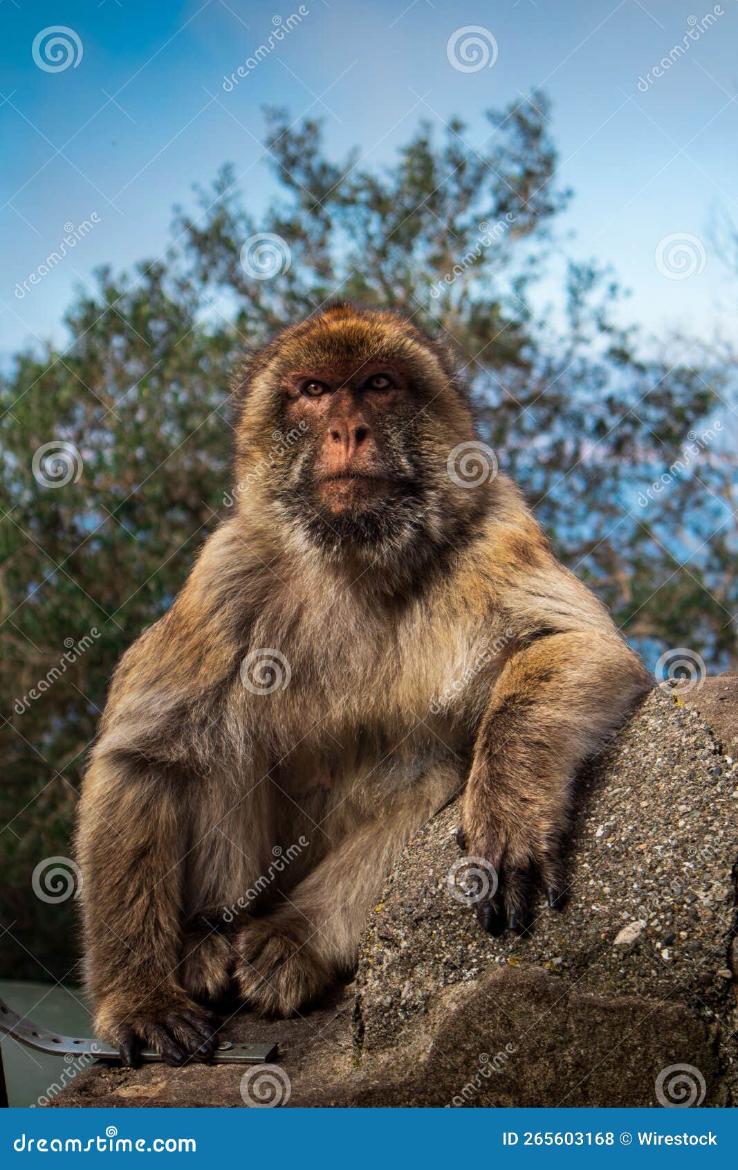Monkey Macaca Perching on Rock Stock Photo - Image of vertical ...